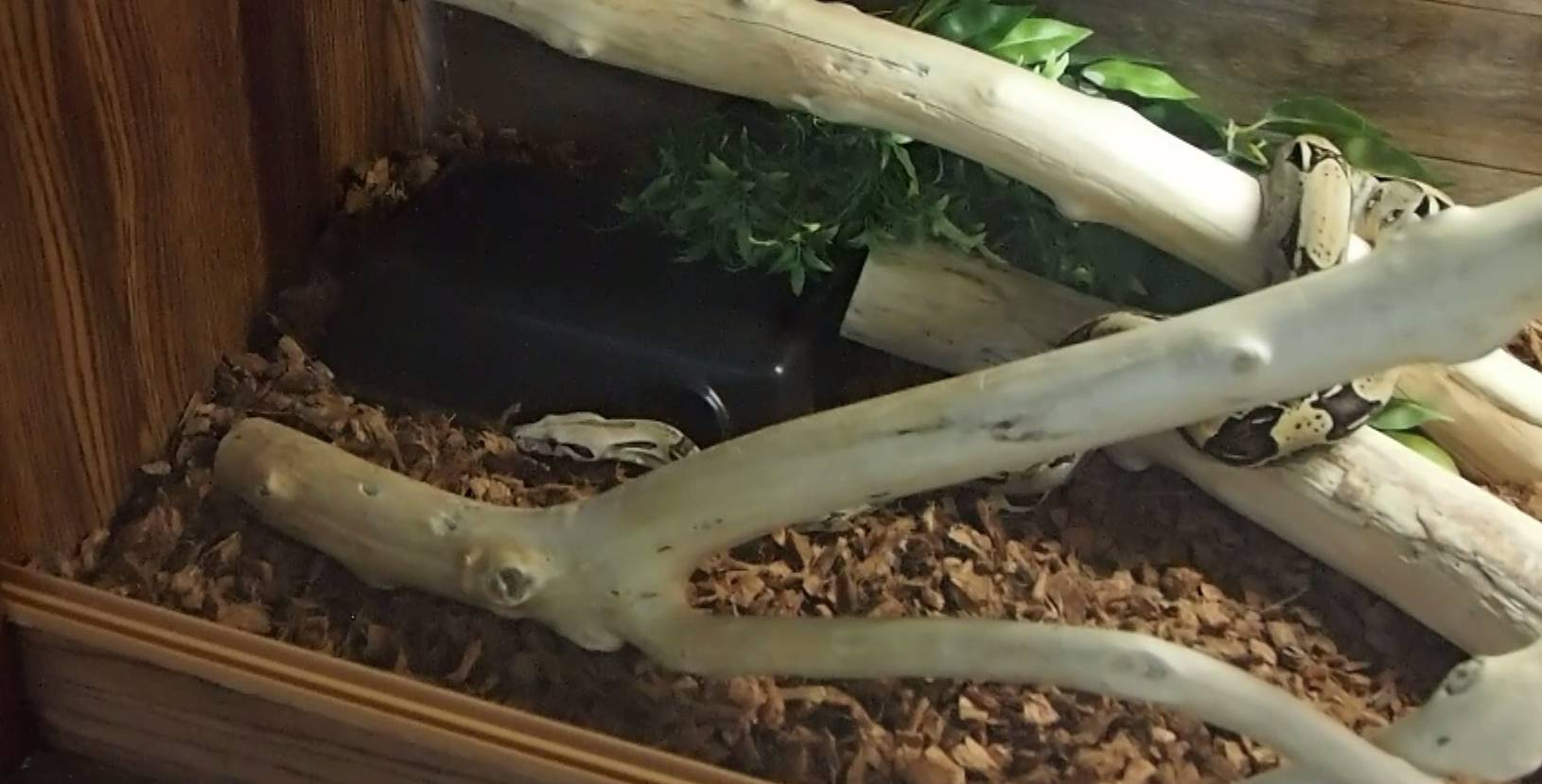 DIY Snake Cage : 12 Steps (with Pictures) - Instructables