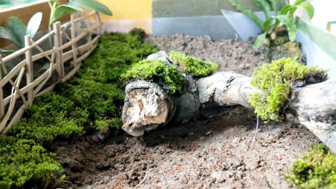 Turtle Habitat for Baby Turtles | Homemade Turtle Garden : 18 Steps ...