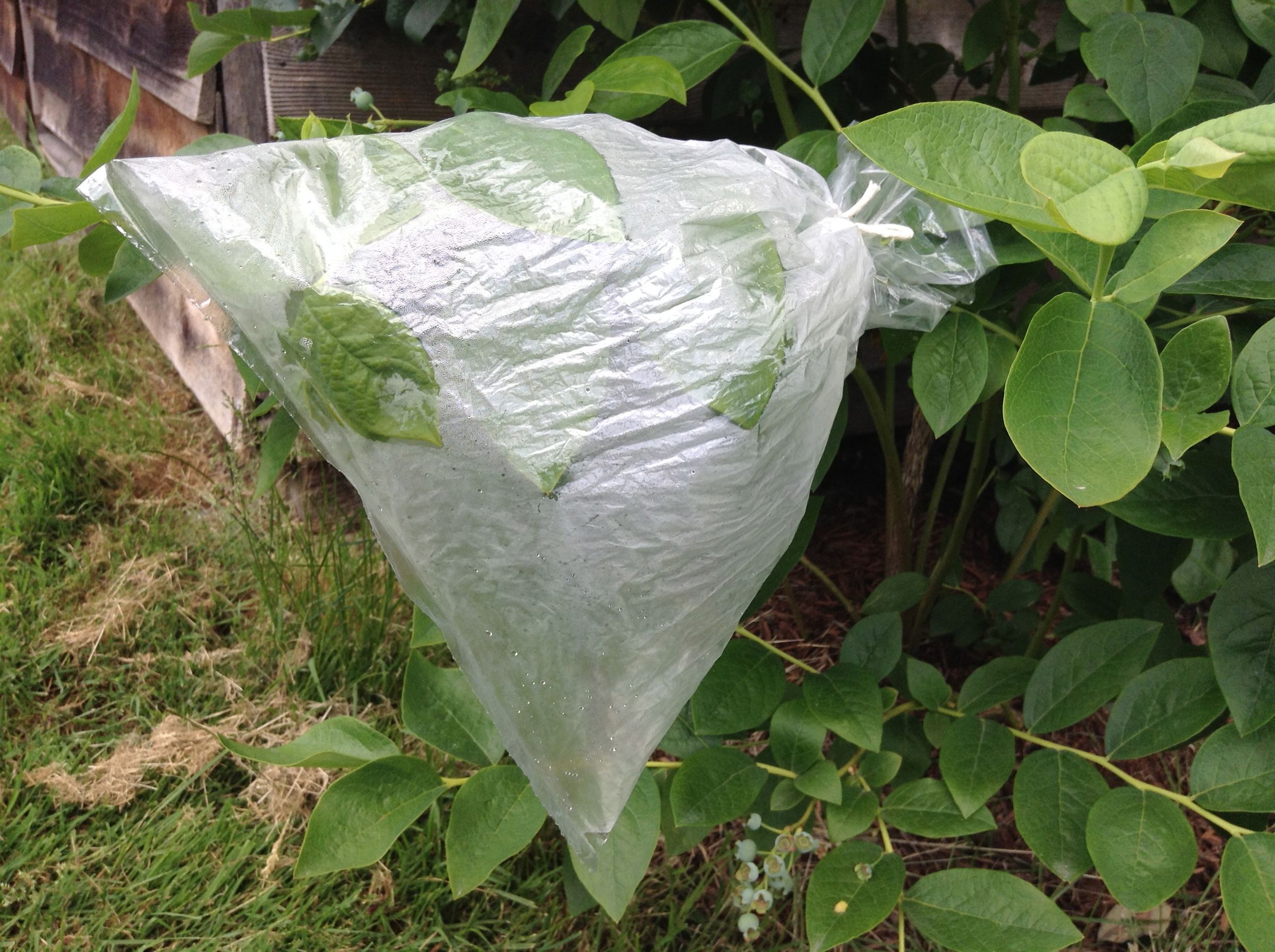 Extract Clean, Drinkable Water From Plants : 3 Steps (with Pictures ...