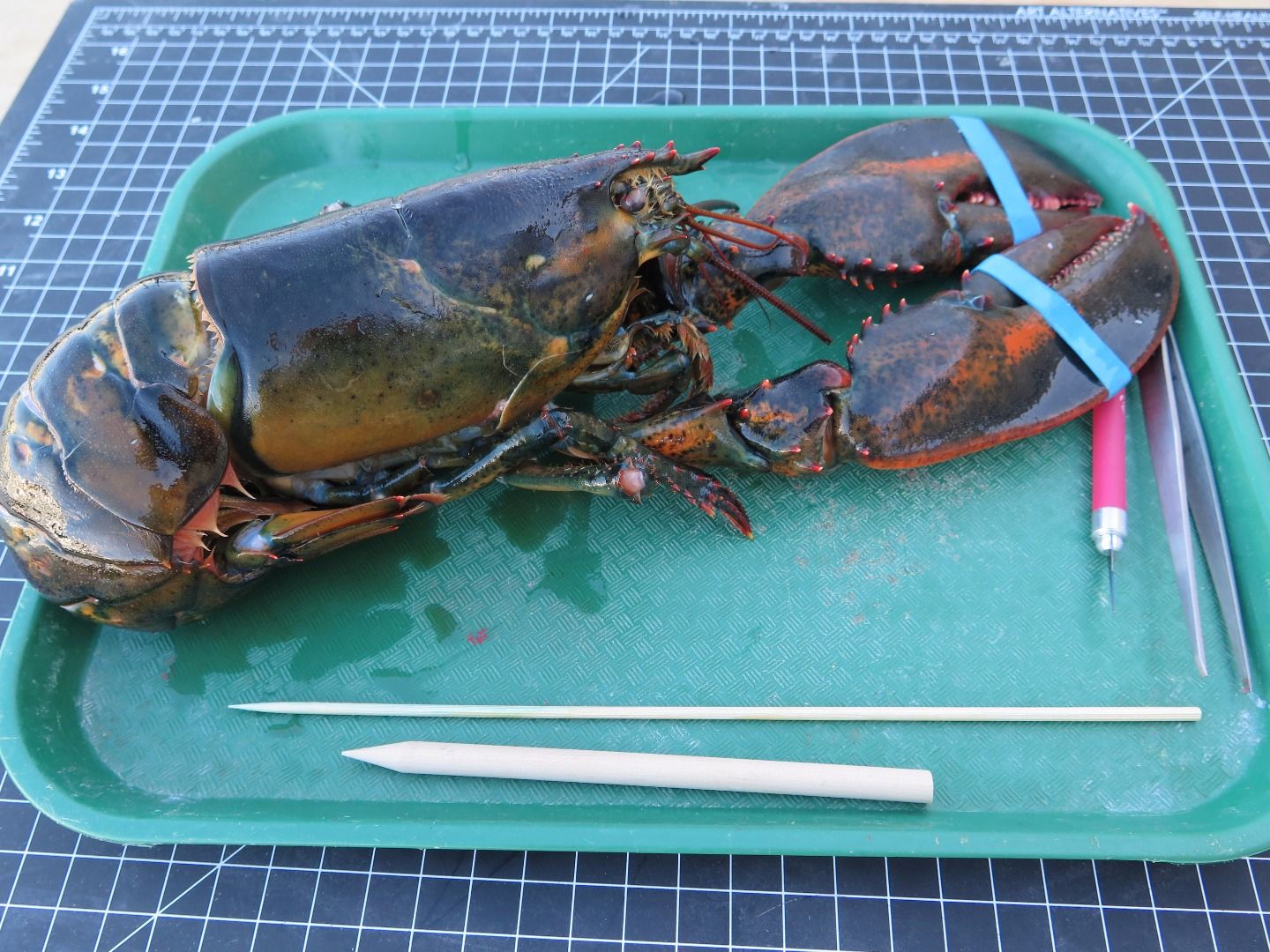 Lobster Dissection : 11 Steps - Instructables