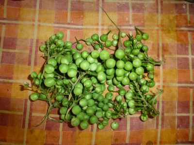 Turkey Berry Stew : 9 Steps (with Pictures) - Instructables