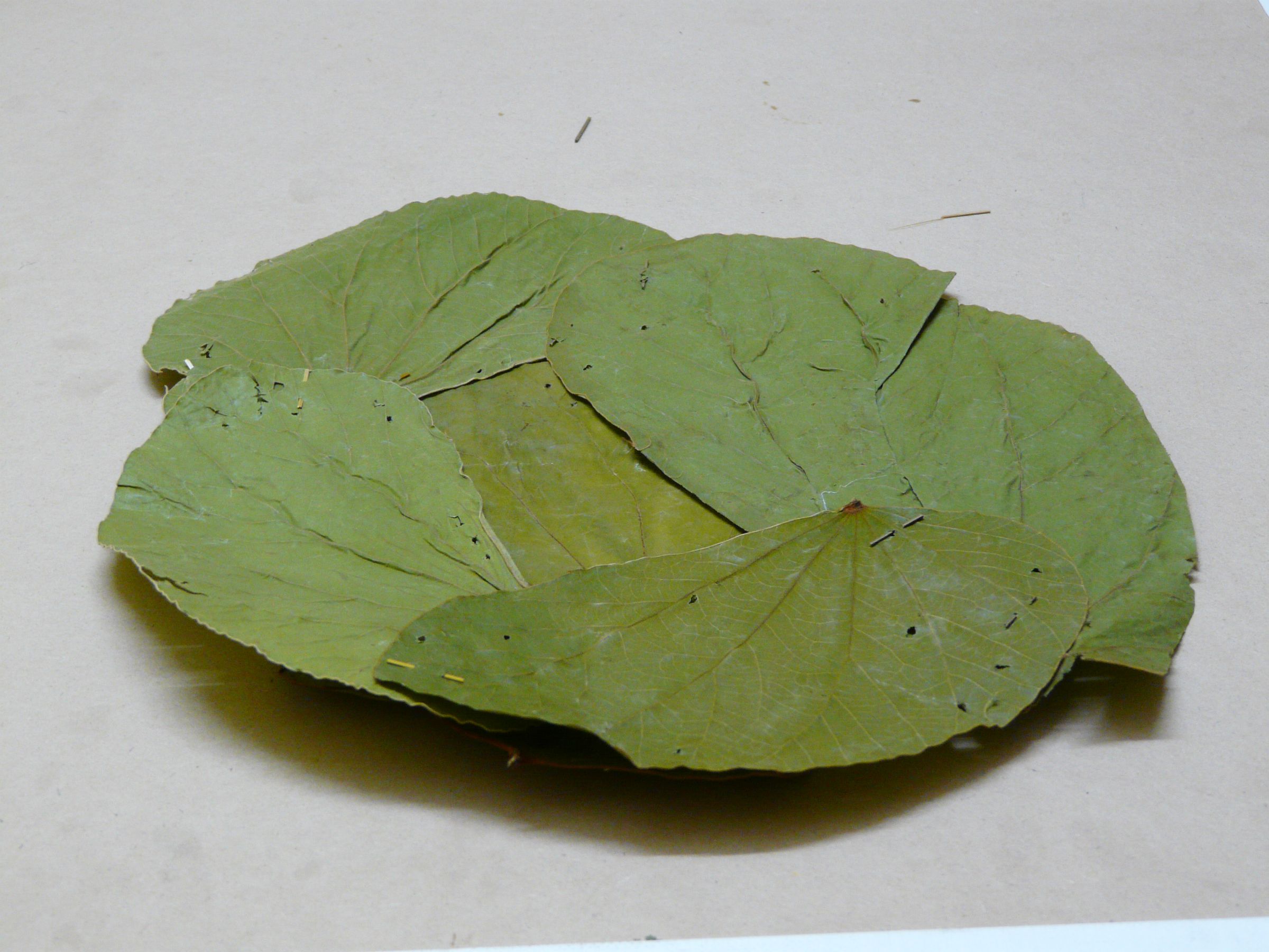 Pattal - Leaf Plate (Made of Banyan & Sal Leaf ) : 10 Steps - Instructables