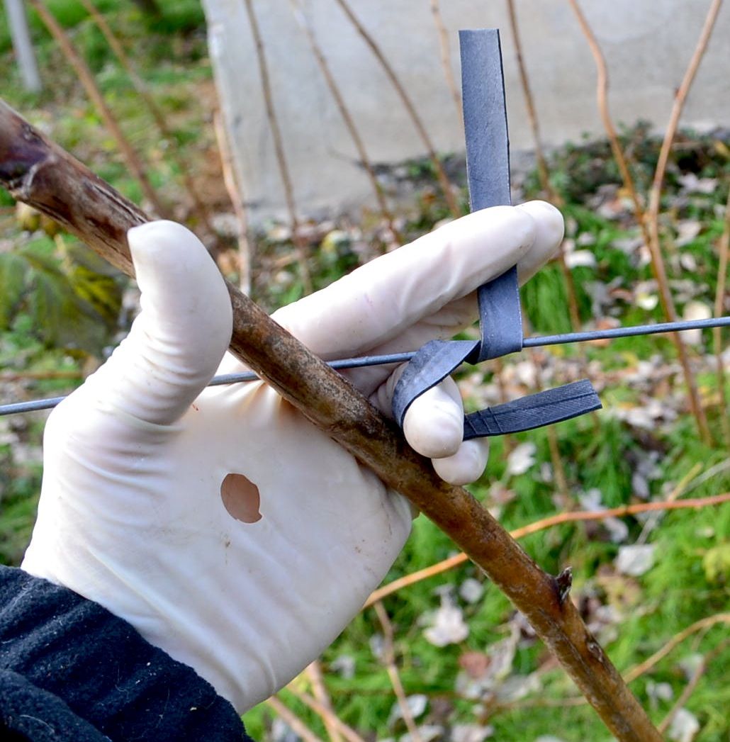 RASPBERRY PLANTS WINTER CARE : 8 Steps - Instructables