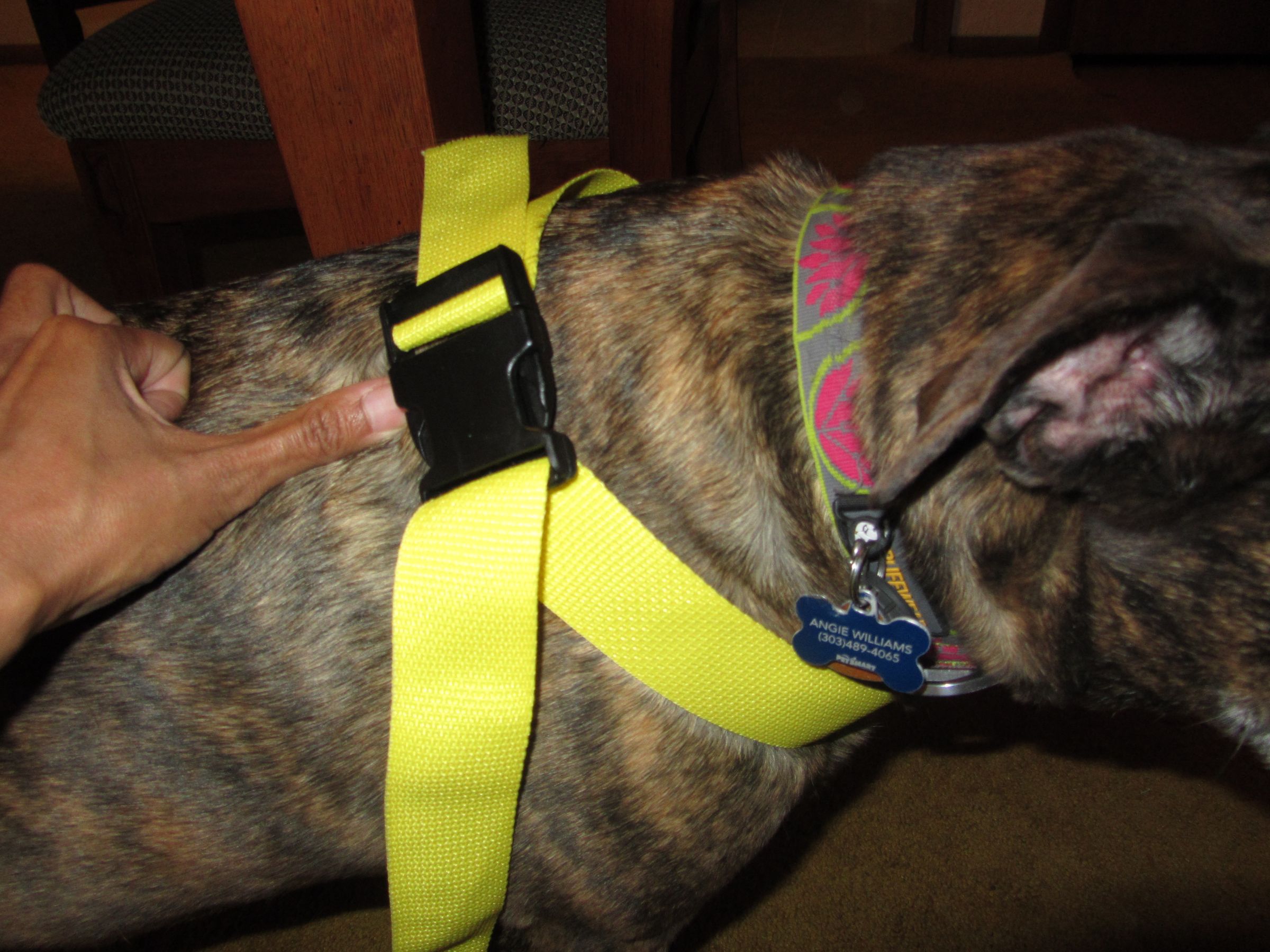 $10 Dog Backpack : 4 Steps (with Pictures) - Instructables