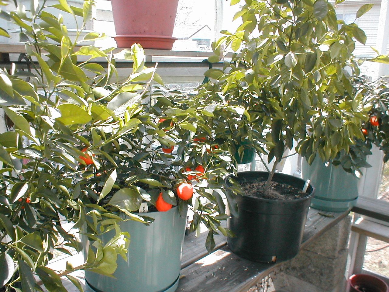 Greenhouse From Old Windows : 14 Steps (with Pictures) - Instructables