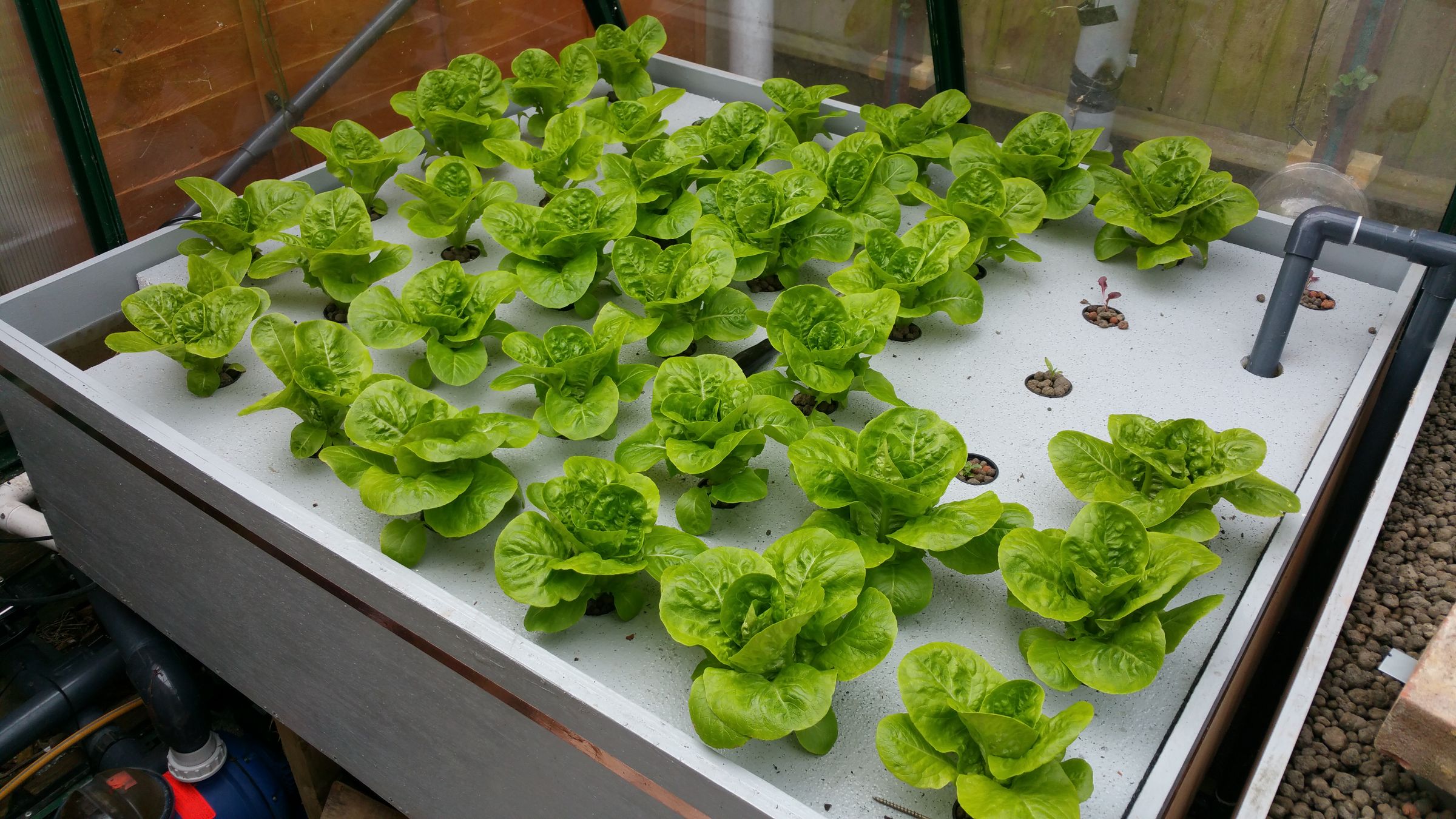 Building an Aquaponic Grow Bed Flood and Drain. : 10 Steps (with ...