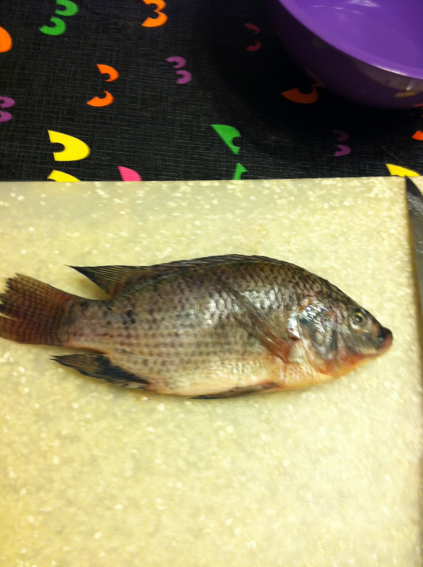 How to Clean a Fish : 6 Steps (with Pictures) - Instructables