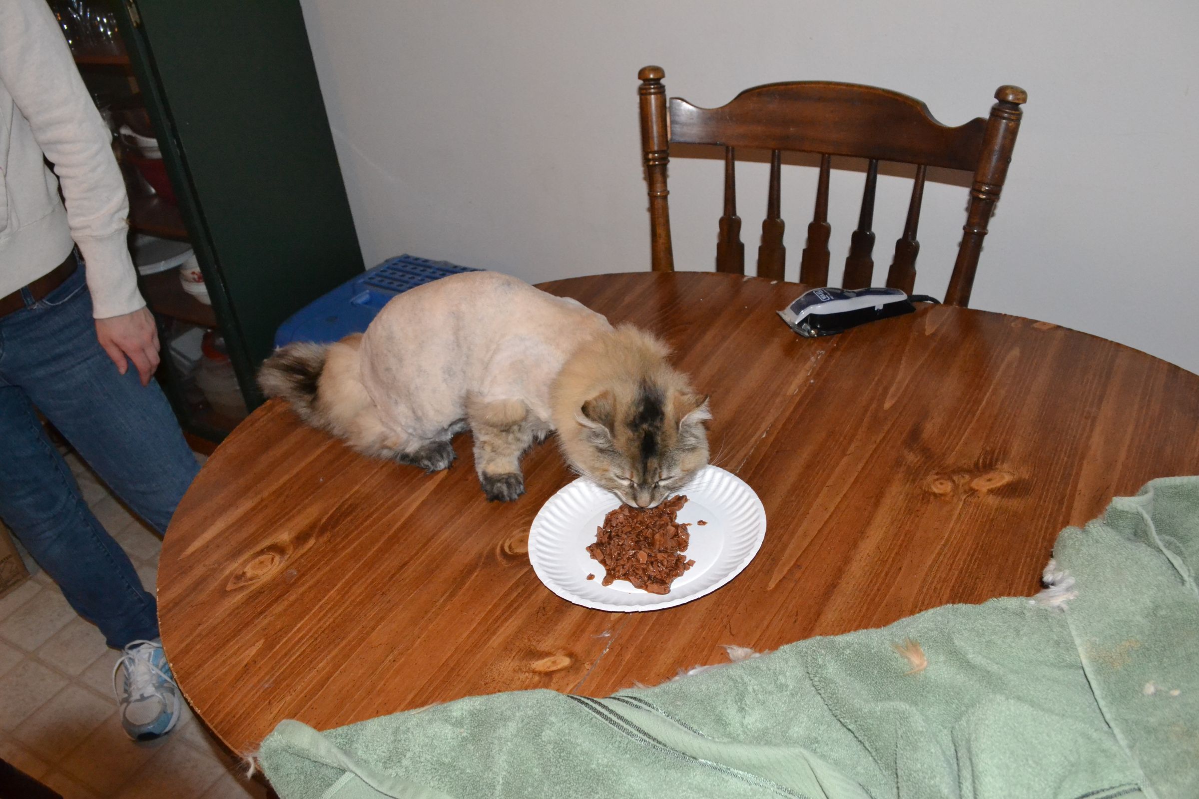 How to Groom Your Cat (Lion Cut) : 9 Steps (with Pictures) - Instructables