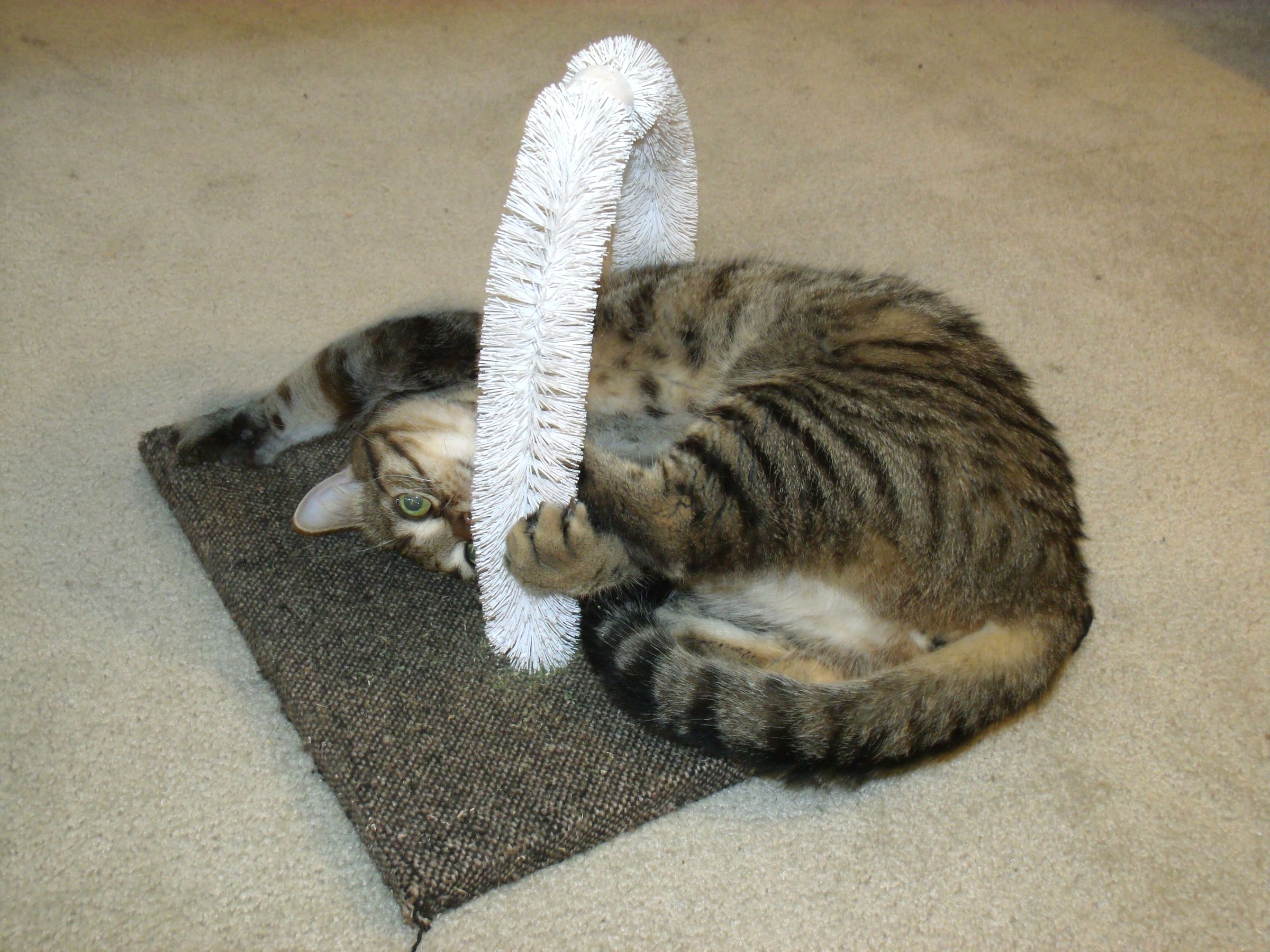 Self Petting Station : 7 Steps (with Pictures) - Instructables