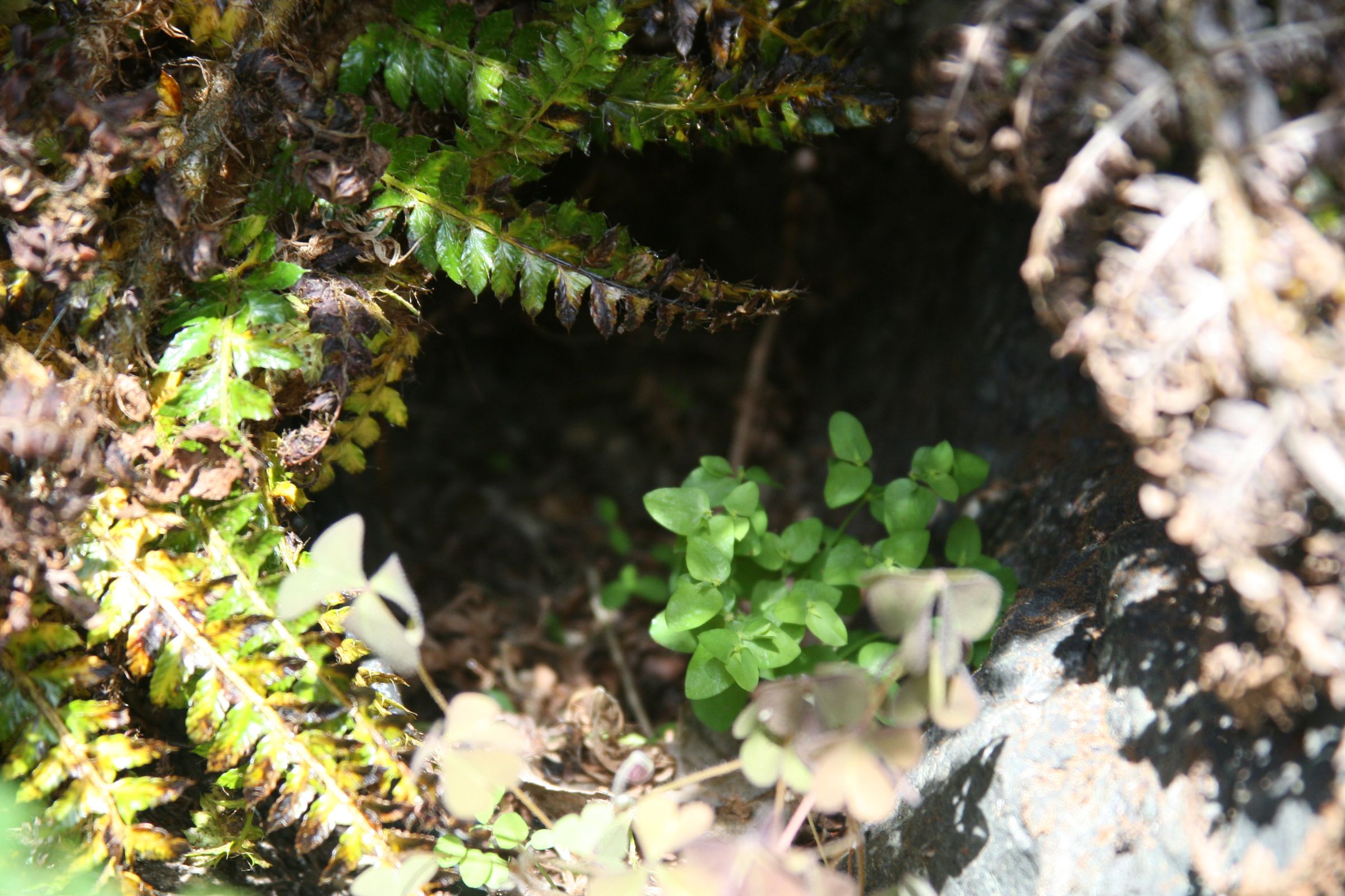 How to Care for a Wild Rabbit Nest : 5 Steps (with Pictures ...