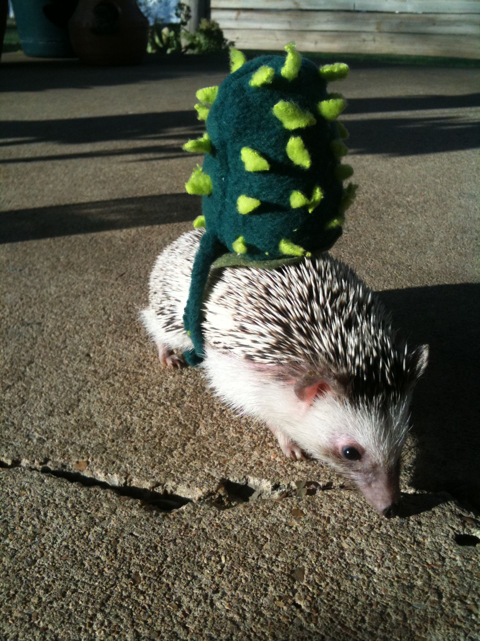Cactus Costume : 6 Steps (with Pictures) - Instructables