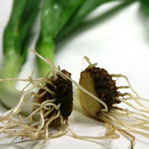 Grow Onions From Discarded Onion Bottoms : 4 Steps (with Pictures ...