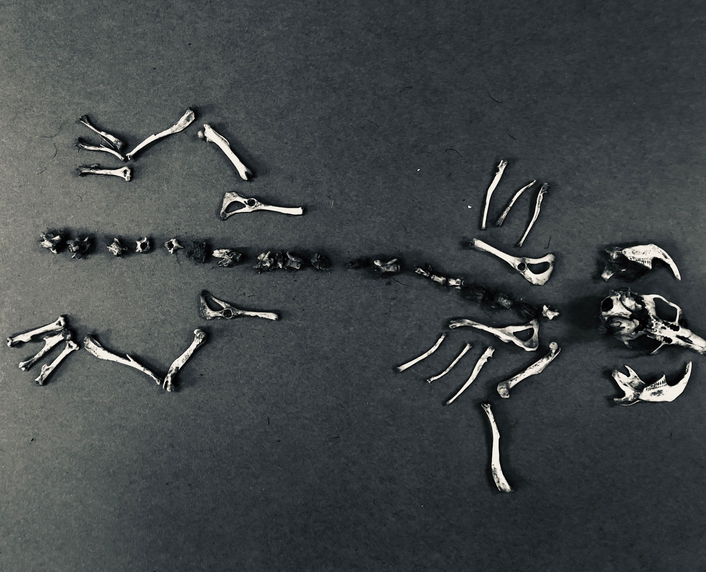 Owl Pellet Dissection : 6 Steps (with Pictures) - Instructables