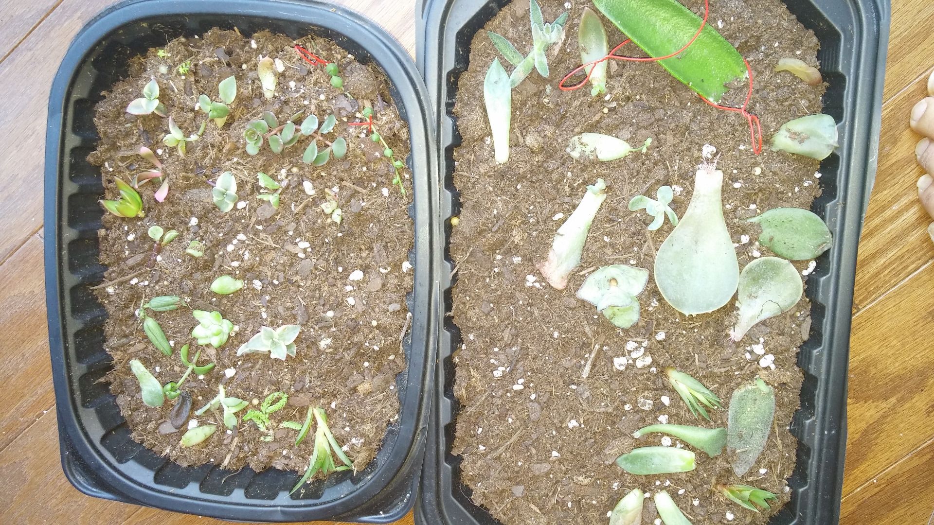 How to QUICKLY Root/Propagate Succulents From Leaves : 8 Steps (with ...