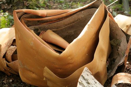 Harvesting Birch Bark : 10 Steps (with Pictures) - Instructables