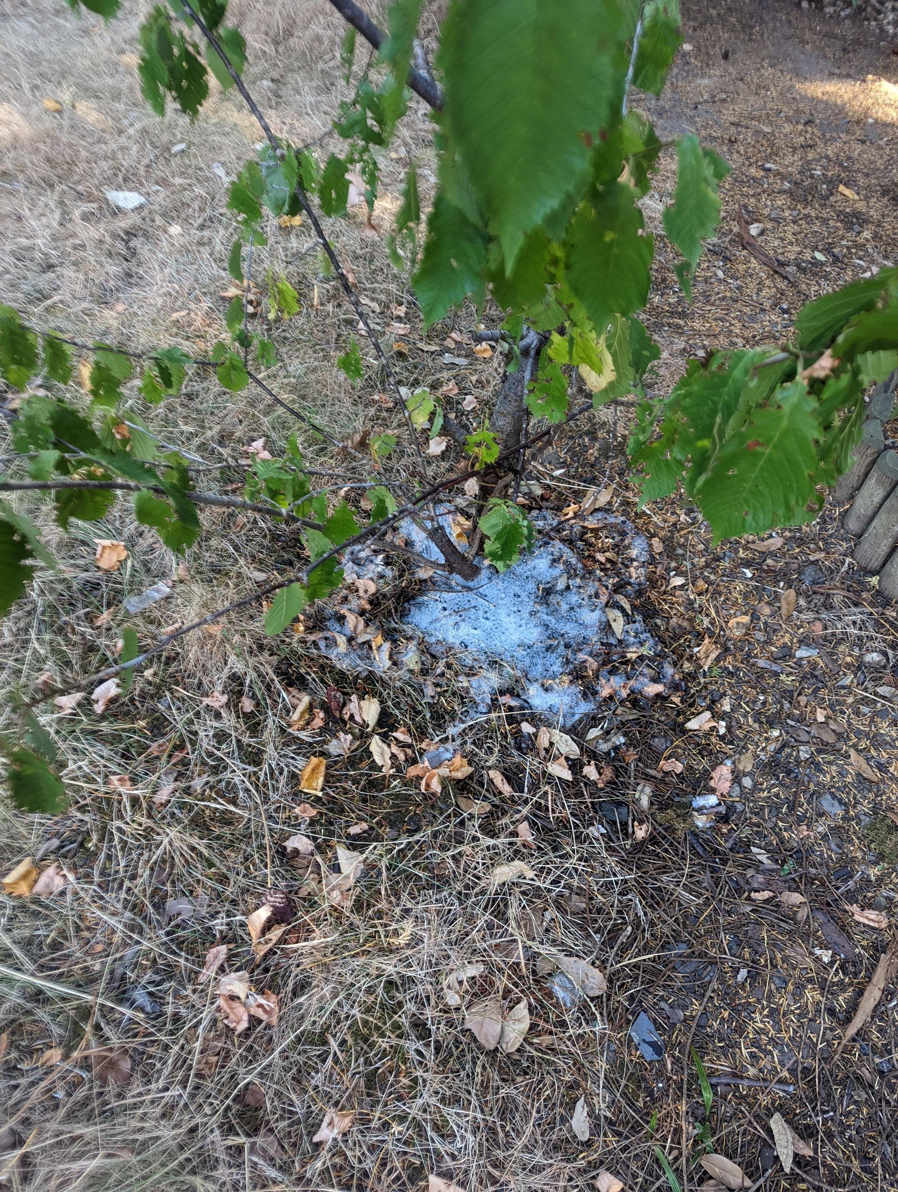 Siphon (Syphon) Bath Water Without Sucking : 5 Steps (with Pictures ...