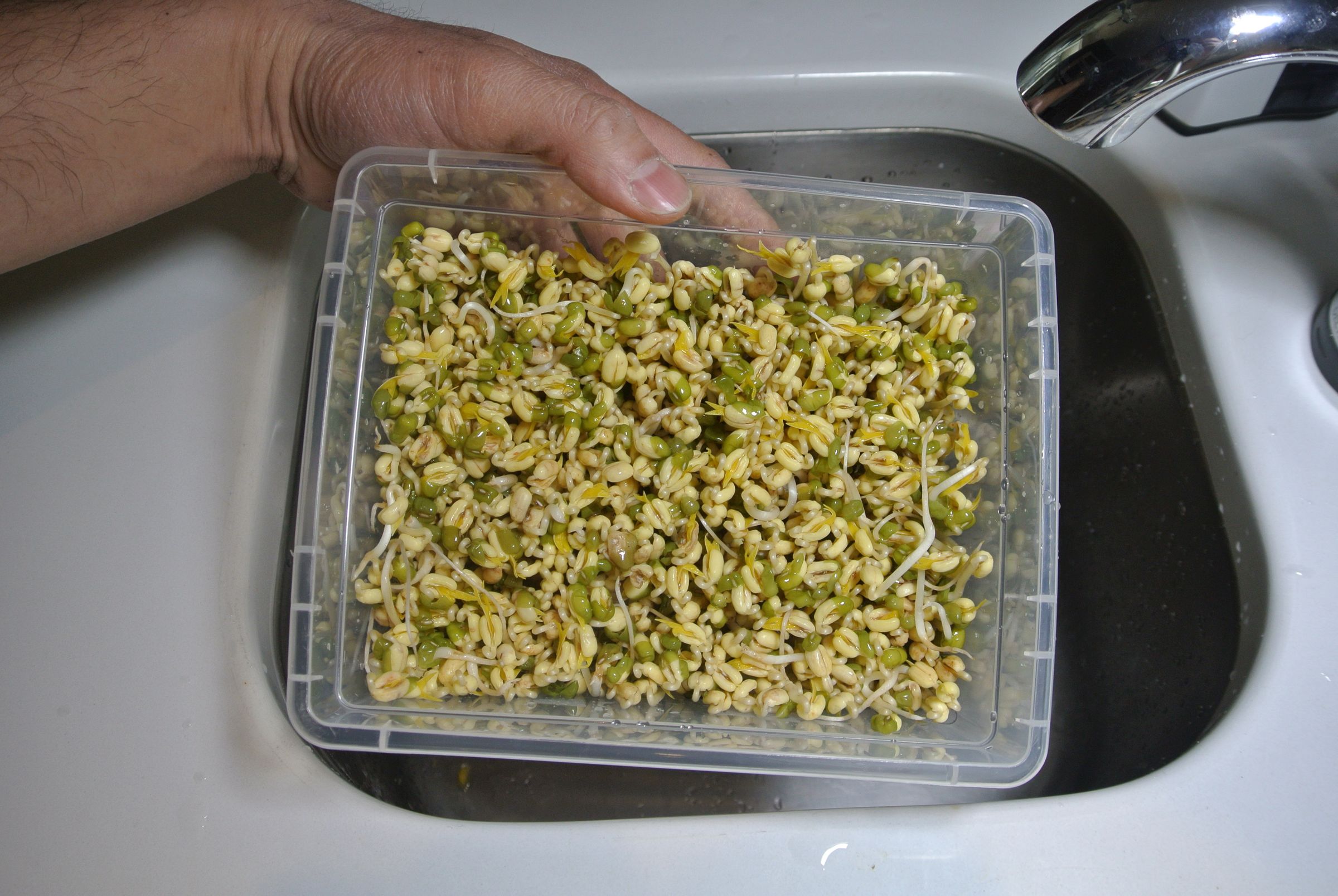 Growing Bean Sprouts : 7 Steps (with Pictures) - Instructables