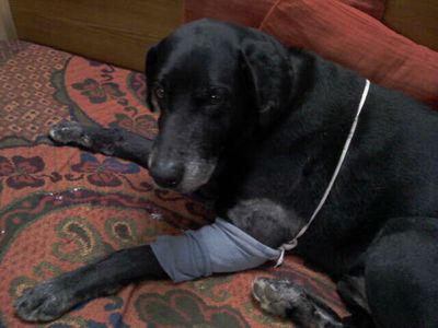 Dog Leg Stitches Protector With a Sock : 4 Steps (with Pictures ...