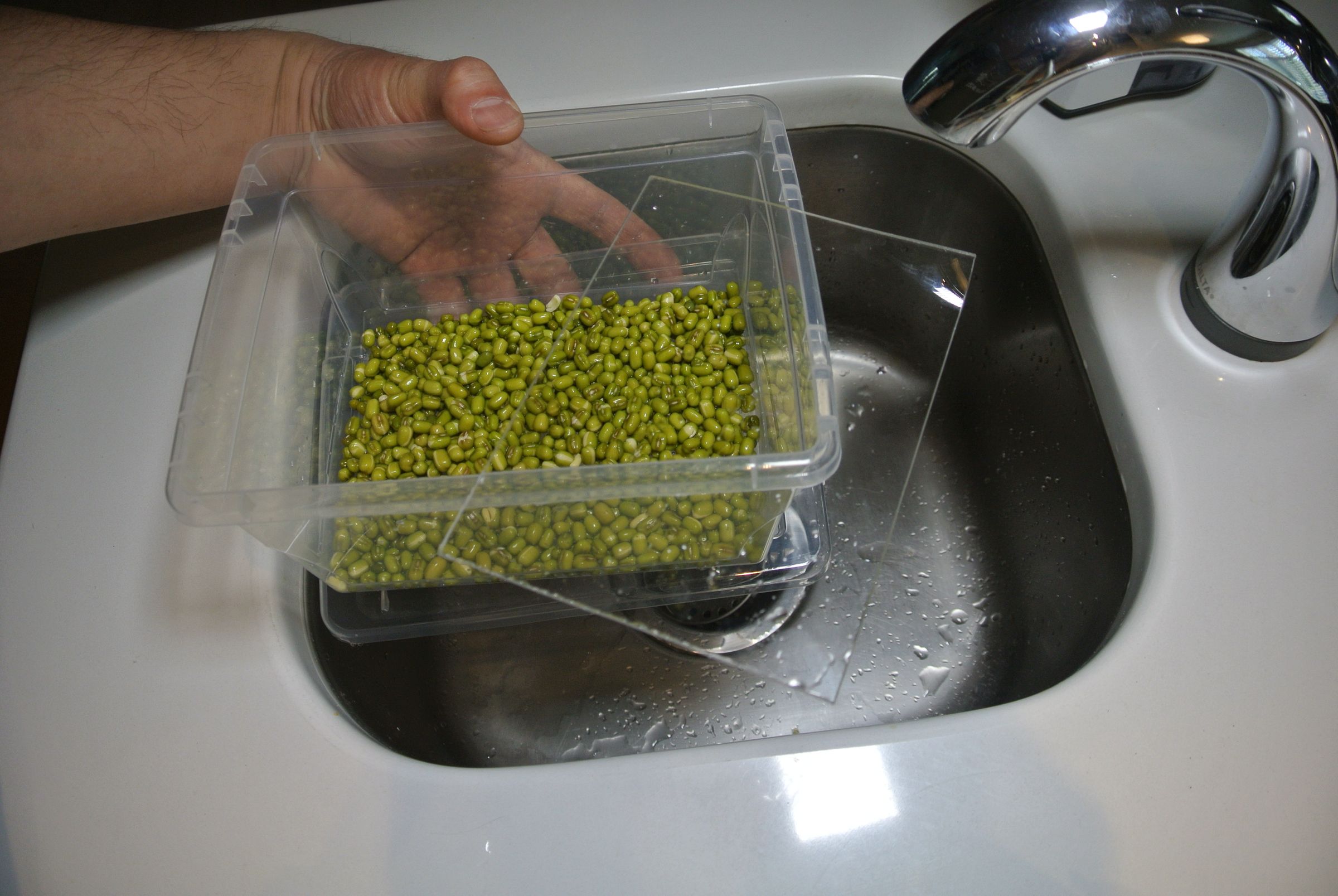 Growing Bean Sprouts : 7 Steps (with Pictures) - Instructables