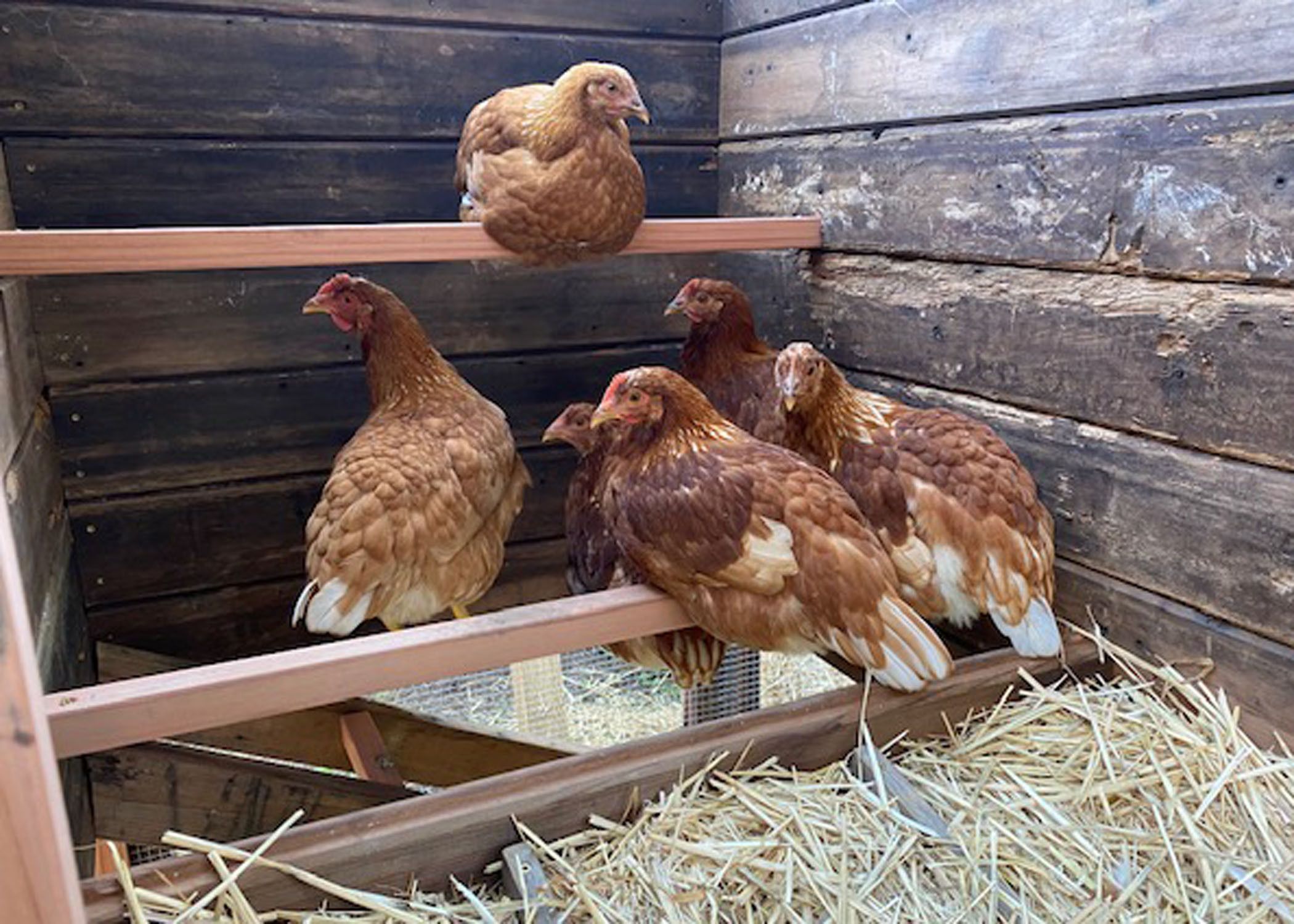 Hen Saloon : 16 Steps (with Pictures) - Instructables
