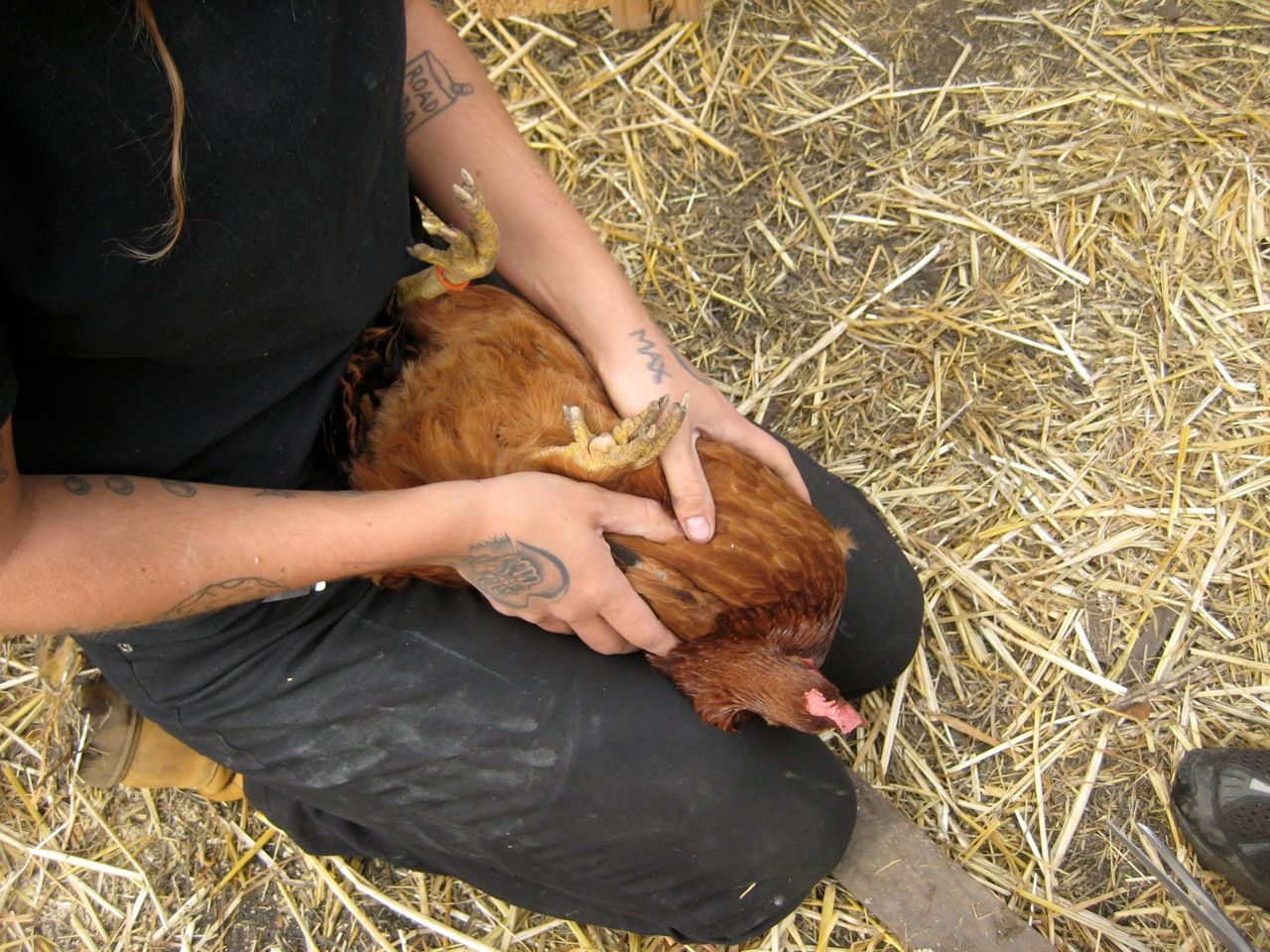 Clipping Chicken Wings : 5 Steps (with Pictures) - Instructables