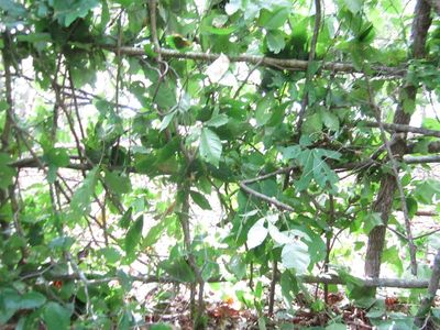 Building a Natural Ground Blind : 7 Steps - Instructables