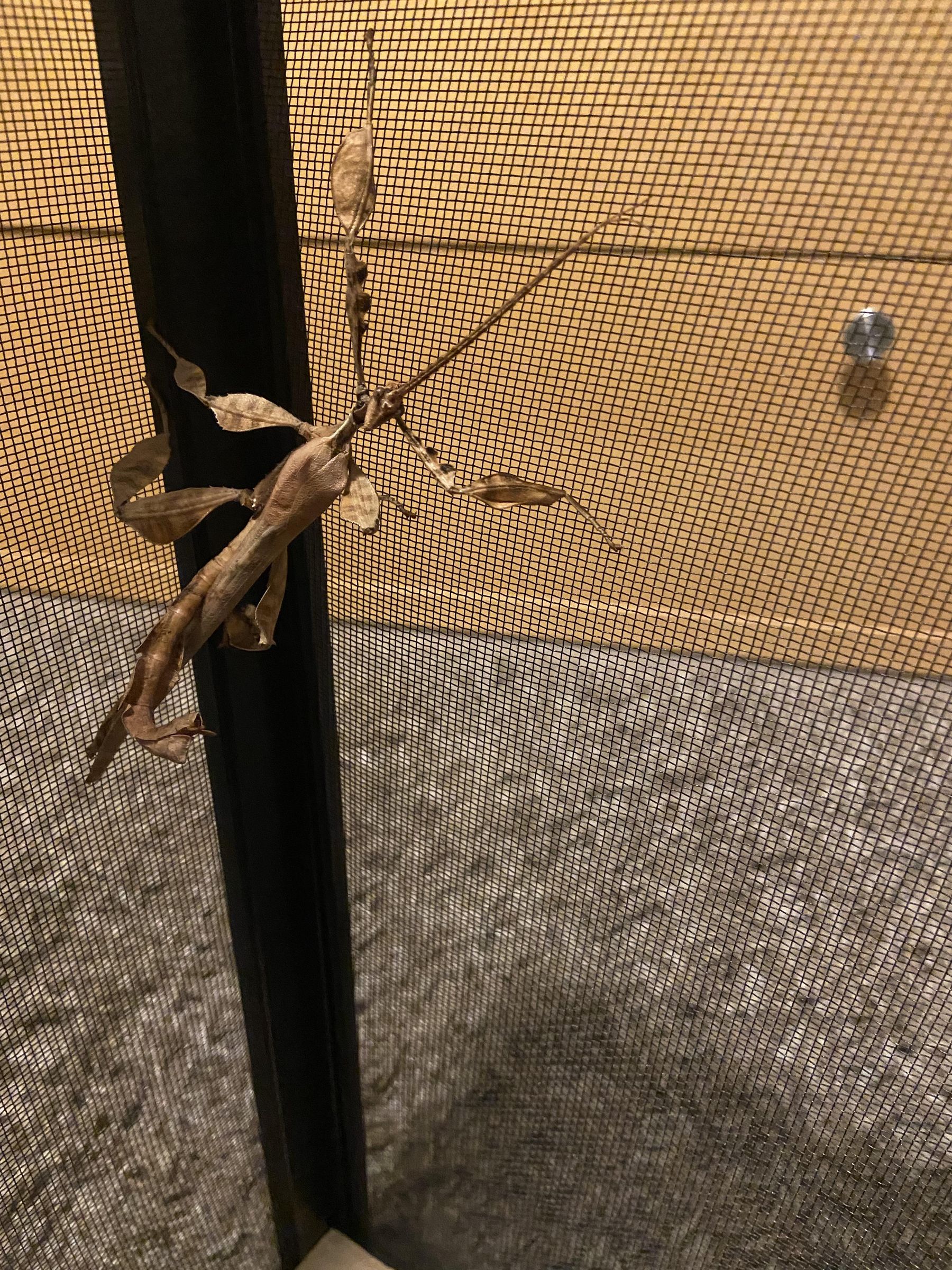 How to Keep a Pet Spiny Leaf Insect : 7 Steps (with Pictures ...