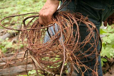 Harvesting Spruce Root : 7 Steps (with Pictures) - Instructables
