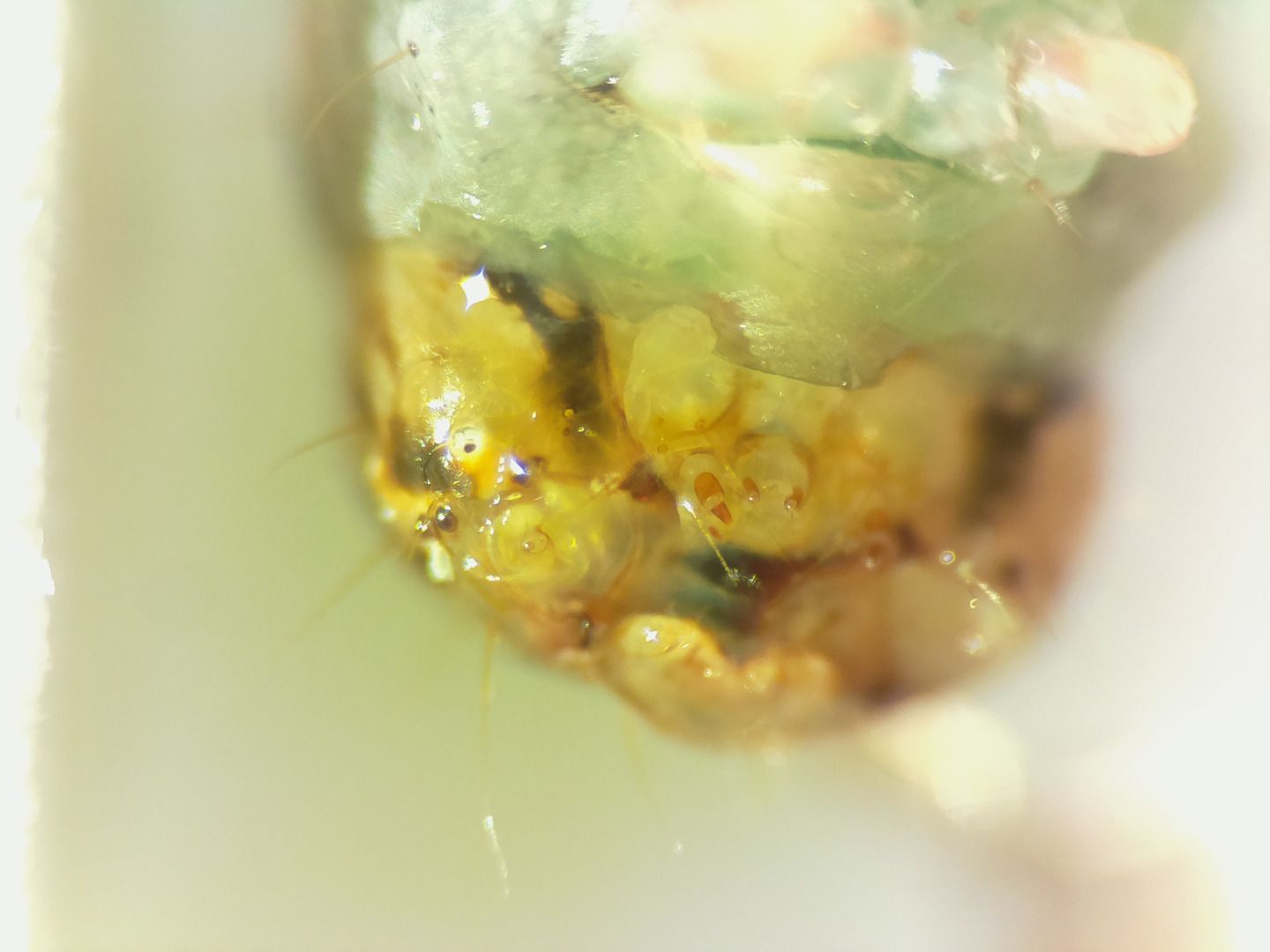 RPiScope: a Raspberry Pi Microscope, Build From Laser Cut Acrylic Parts ...