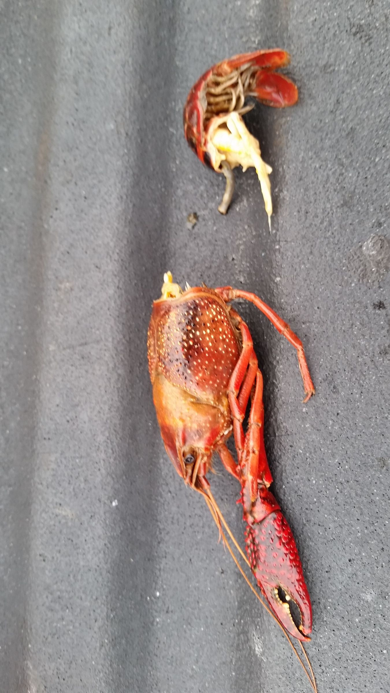 How to Peel Crawfish : 3 Steps (with Pictures) - Instructables