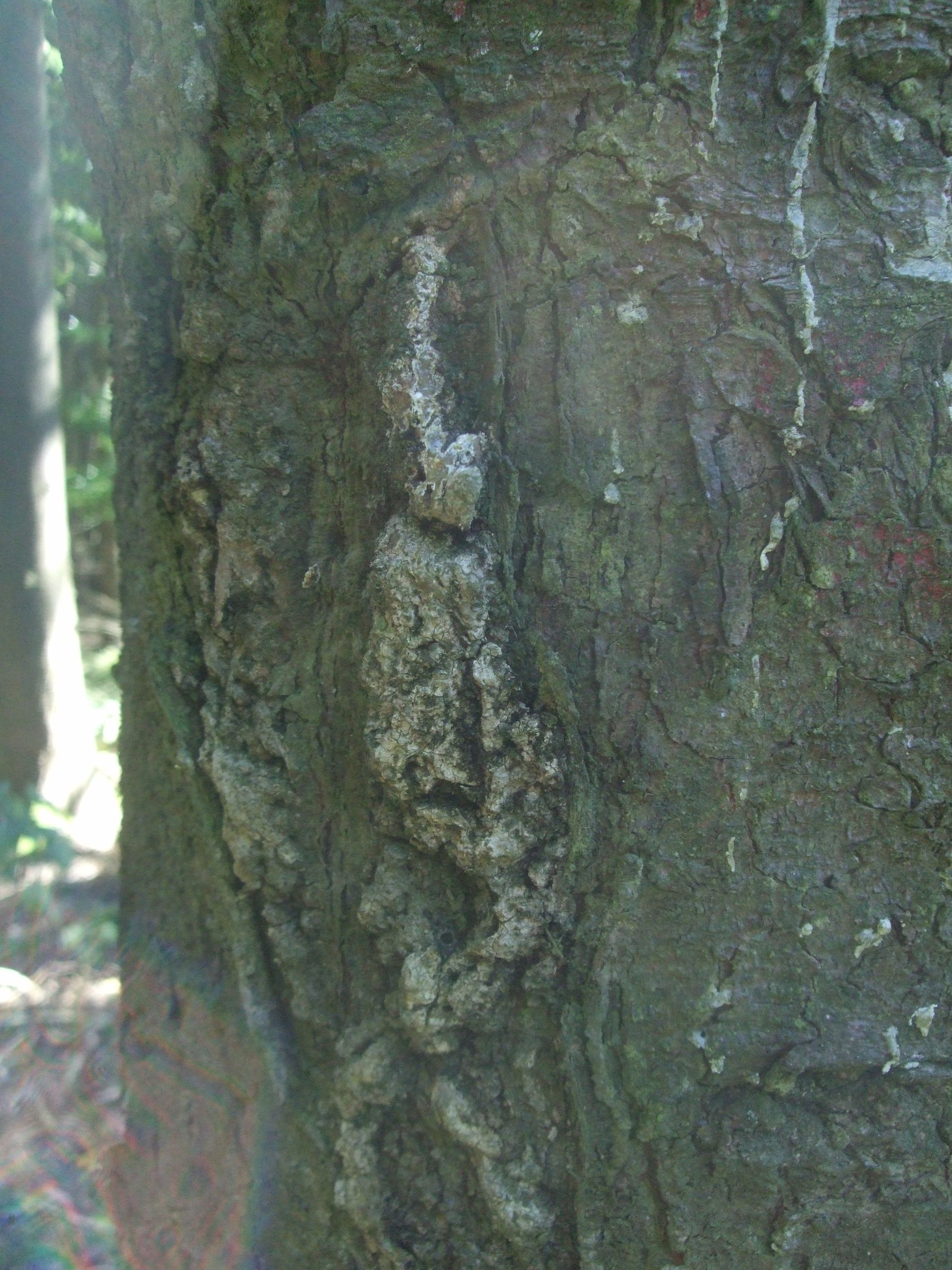 How to Resinate (clean Tree Resin) : 11 Steps - Instructables