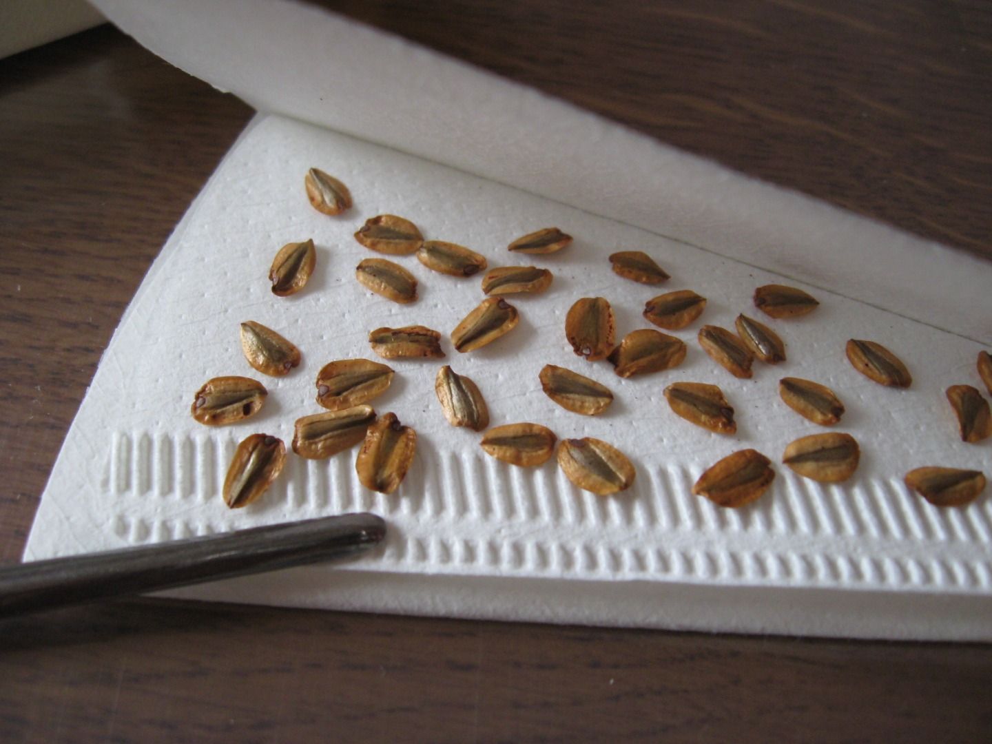 Grow Your Own Giant Sequoia Tree : 6 Steps (with Pictures) - Instructables