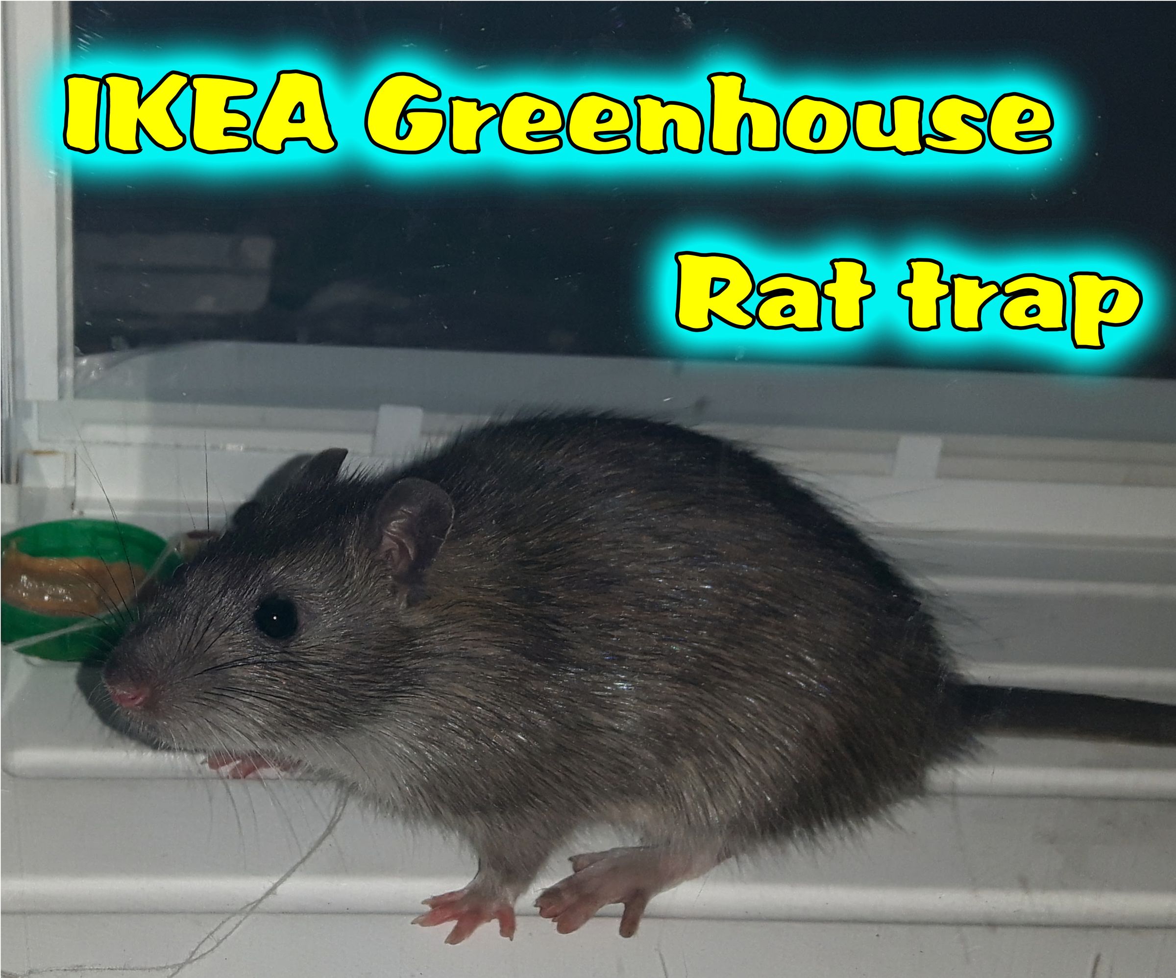 IKEA Greenhouse Rat Trap : 6 Steps (with Pictures) - Instructables