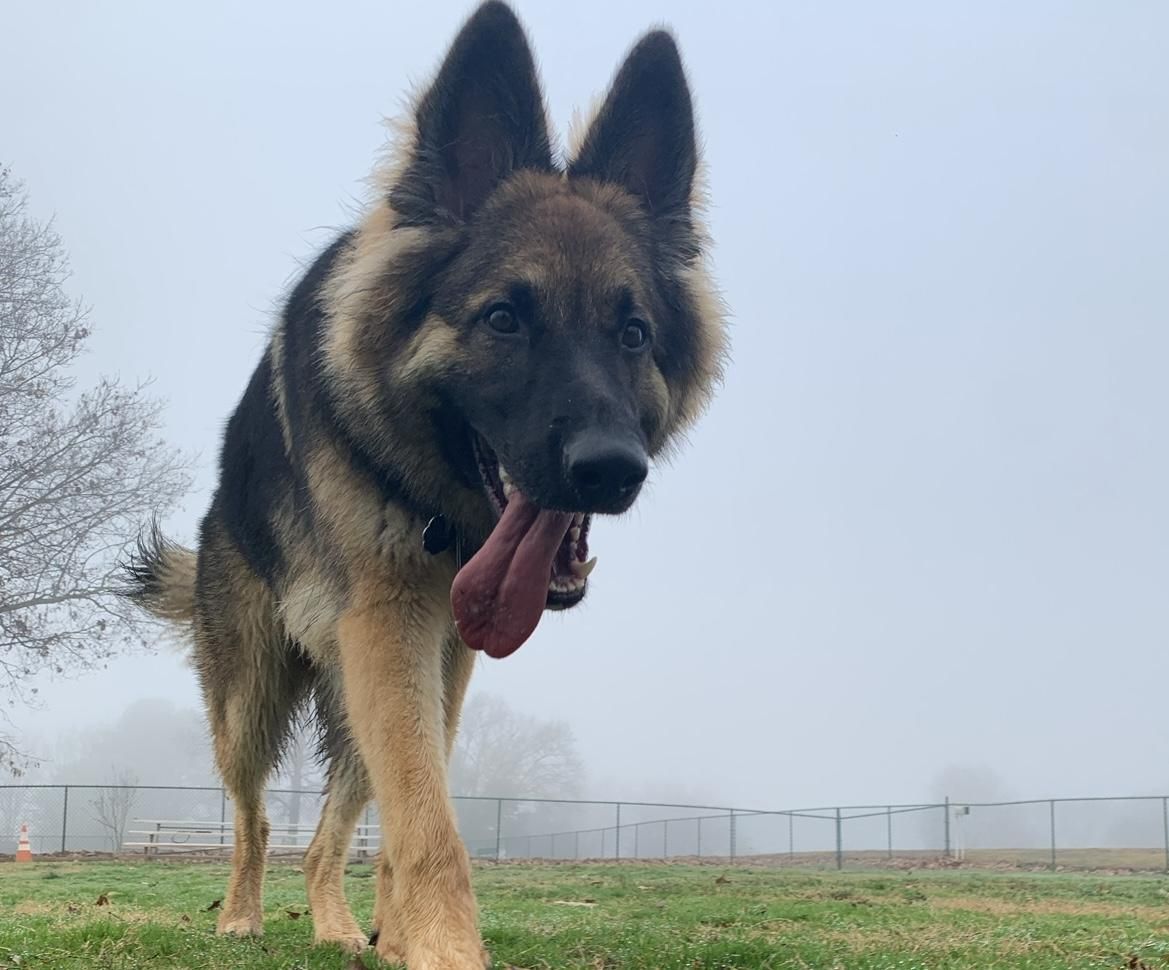 How to Set a VERY Reliable Recall With Your Dog : 10 Steps (with ...