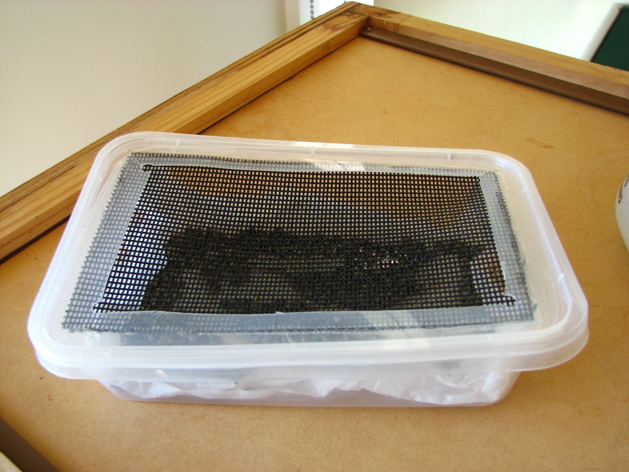 How to Keep a Pet Spiny Leaf Insect : 7 Steps (with Pictures ...