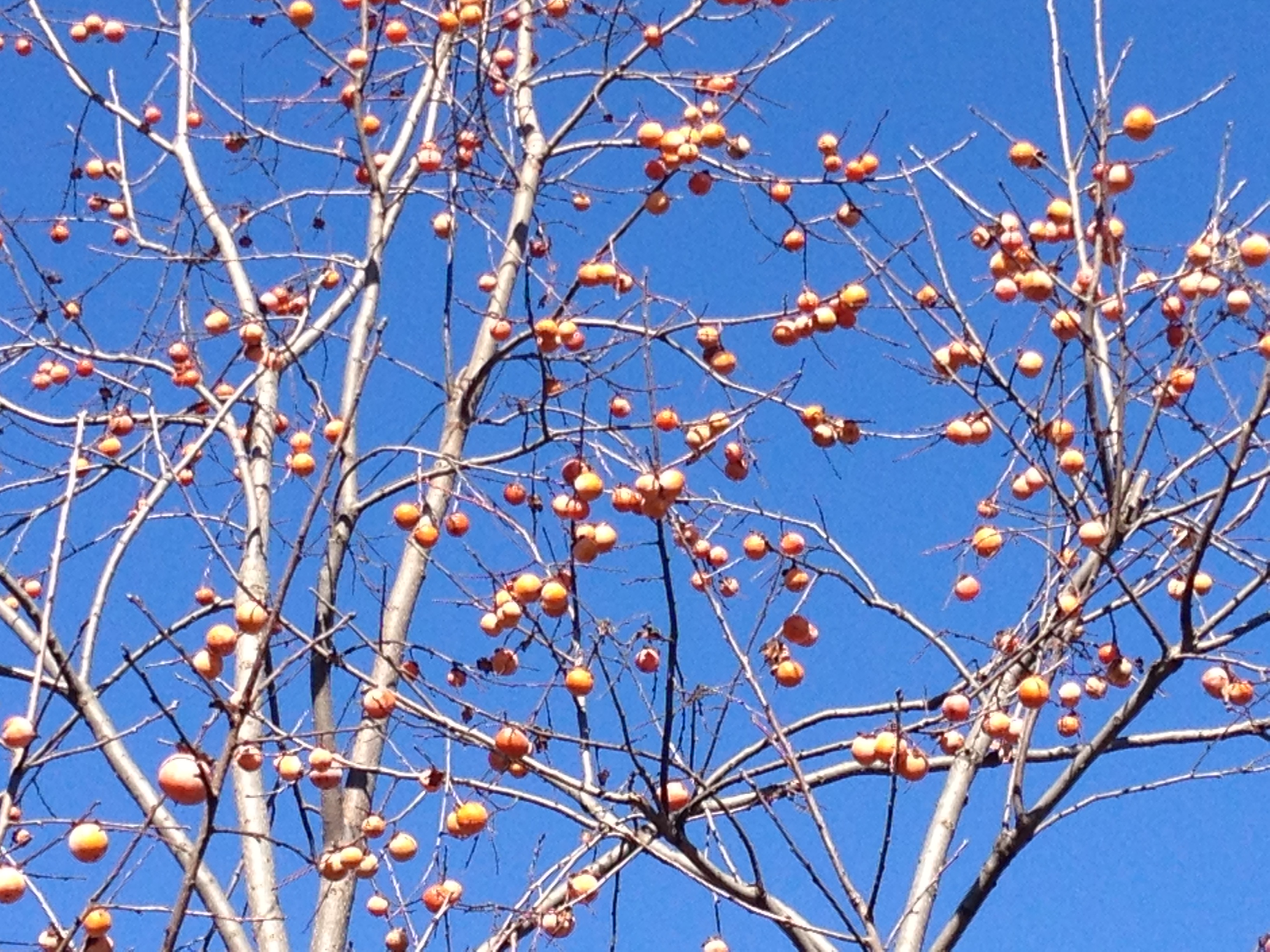 Harvesting, Processing, Cooking - Native Persimmon Bread : 18 Steps ...
