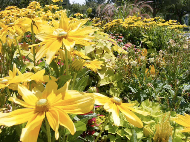 How to Explore Arizona for Beautiful Flowers : 6 Steps - Instructables