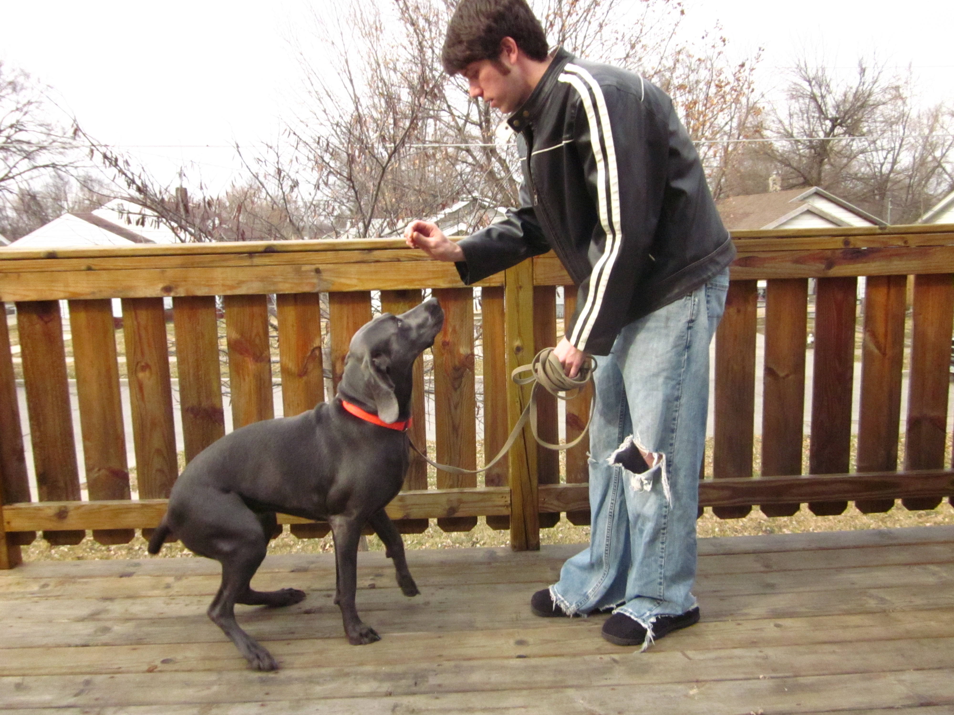 Basic Obedience Training for Dogs : 6 Steps (with Pictures) - Instructables