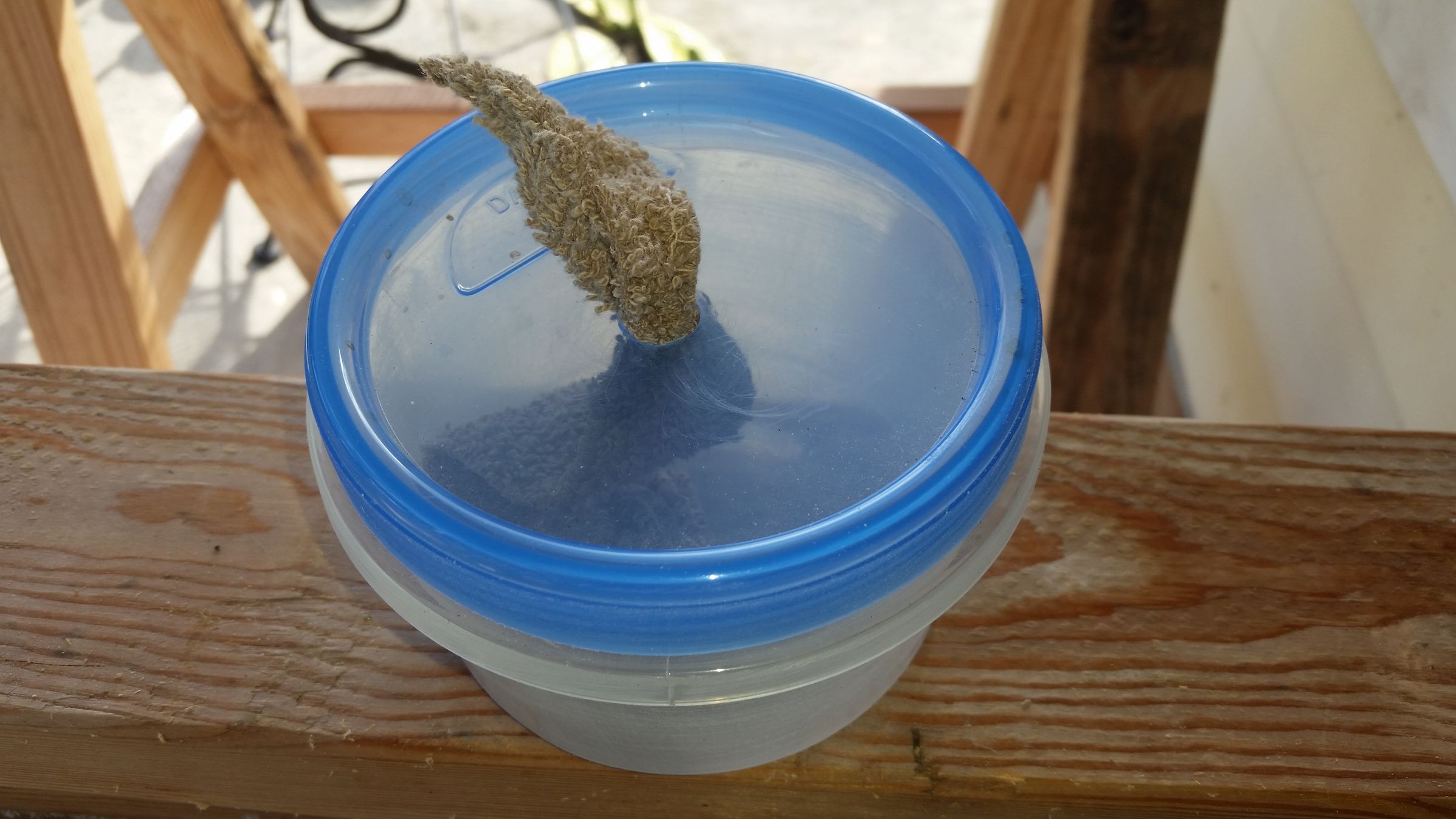 Automatic Waterer for Crickets or Roaches : 5 Steps - Instructables