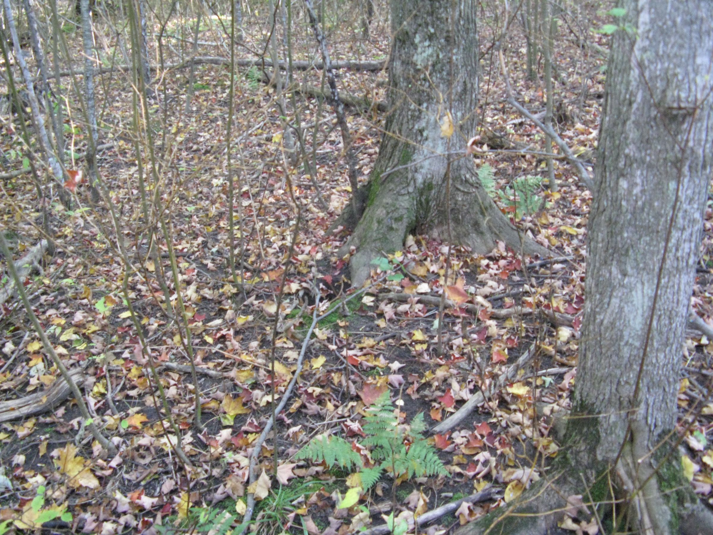 Snaring : 9 Steps (with Pictures) - Instructables