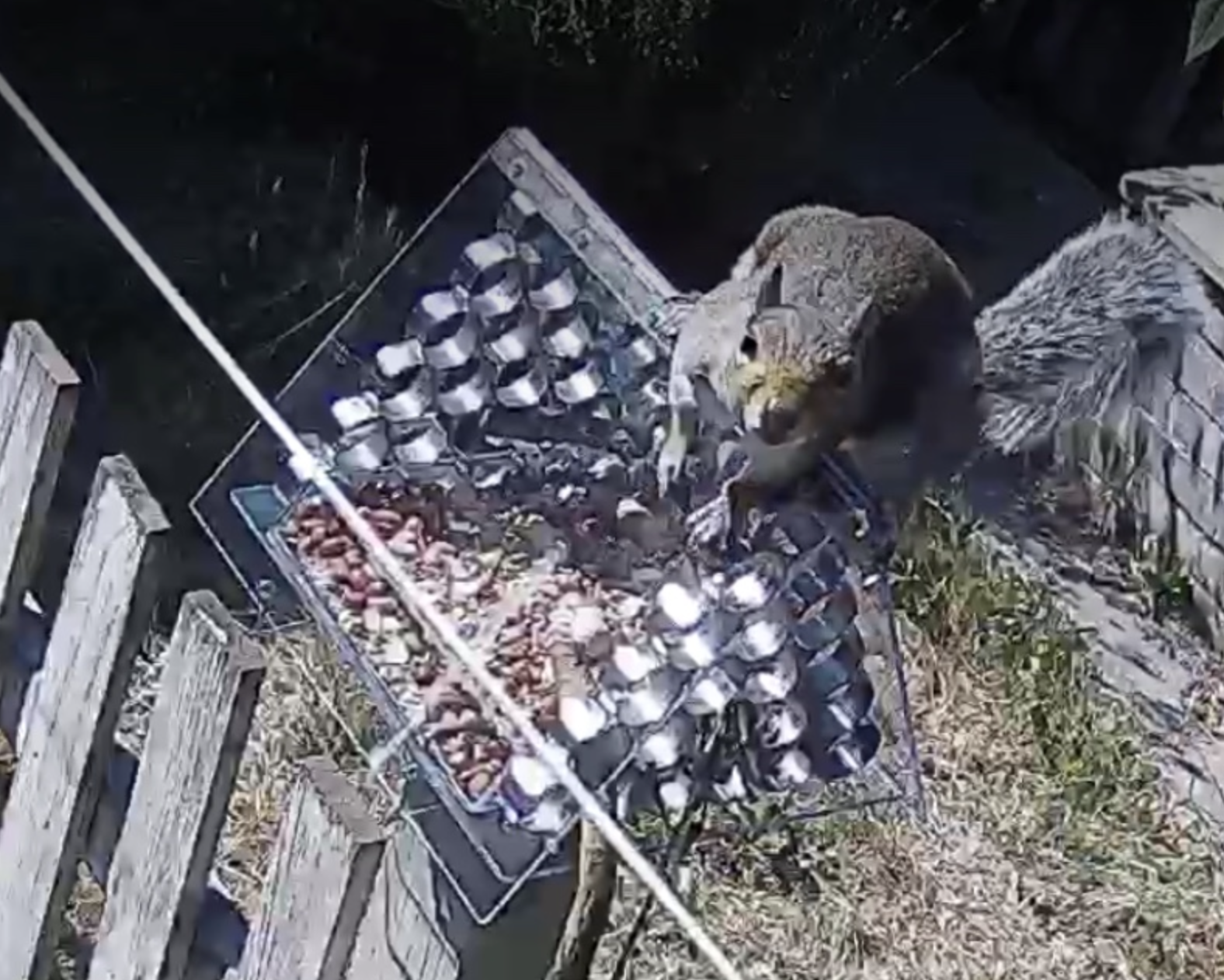 Squirrel Proof Bird Feeder Challenge : 43 Steps (with Pictures ...