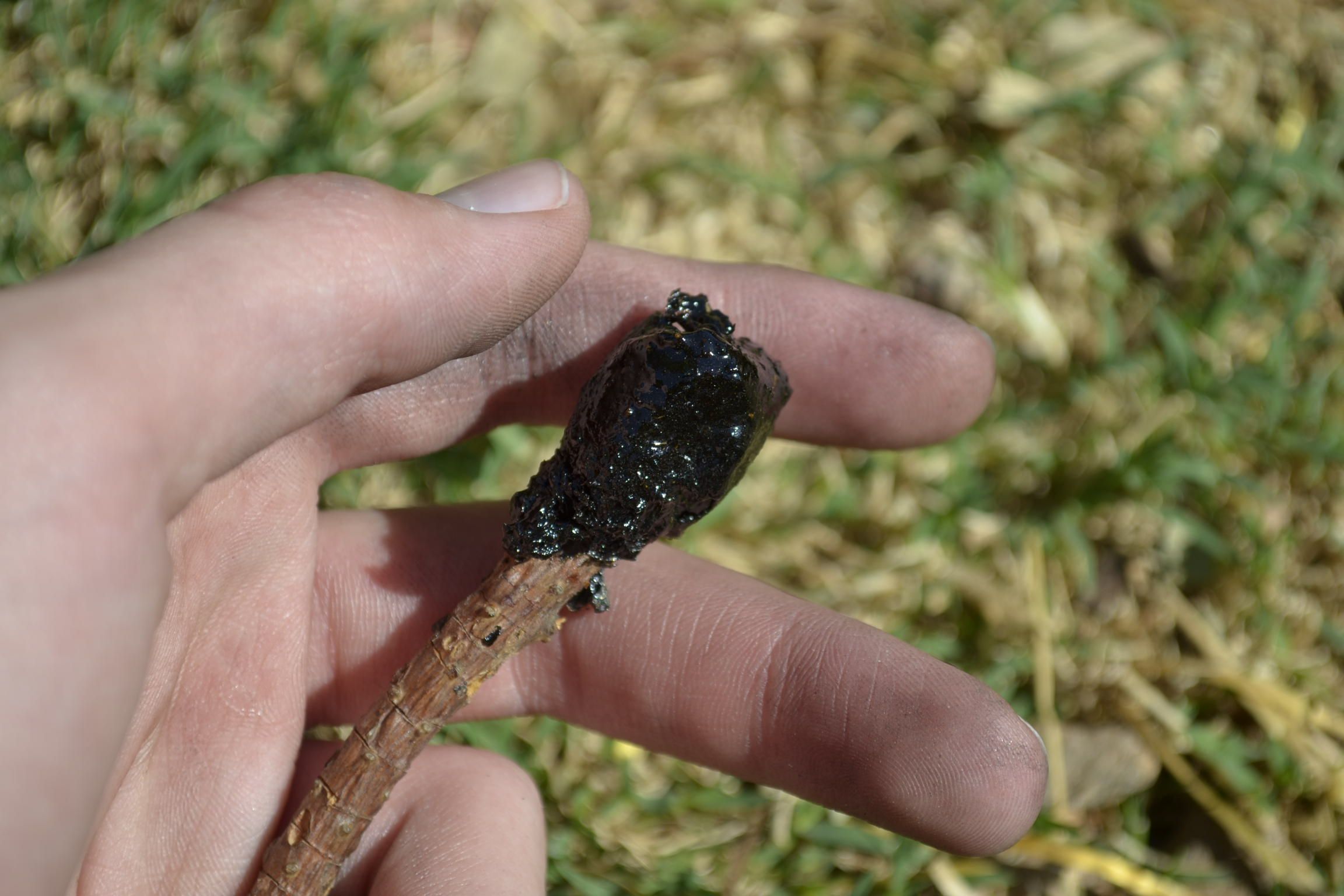 Survival Pine Tar: Pitchsticks, Fire Starter, Super Glue!! : 7 Steps ...