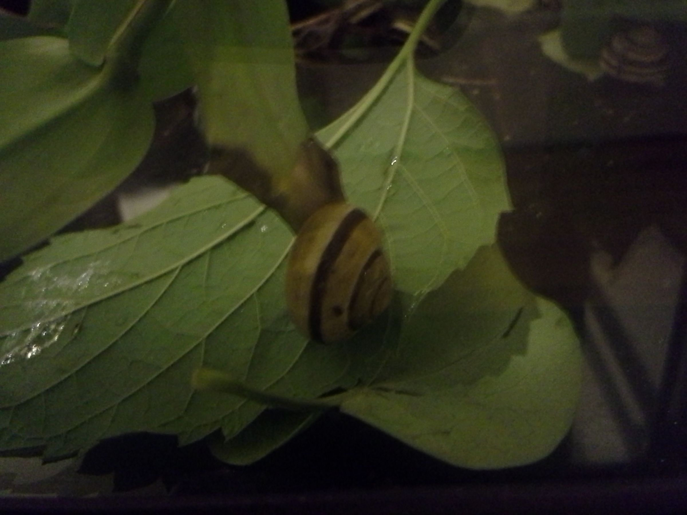 Snail Art: Making Art With Snails : 8 Steps (with Pictures) - Instructables