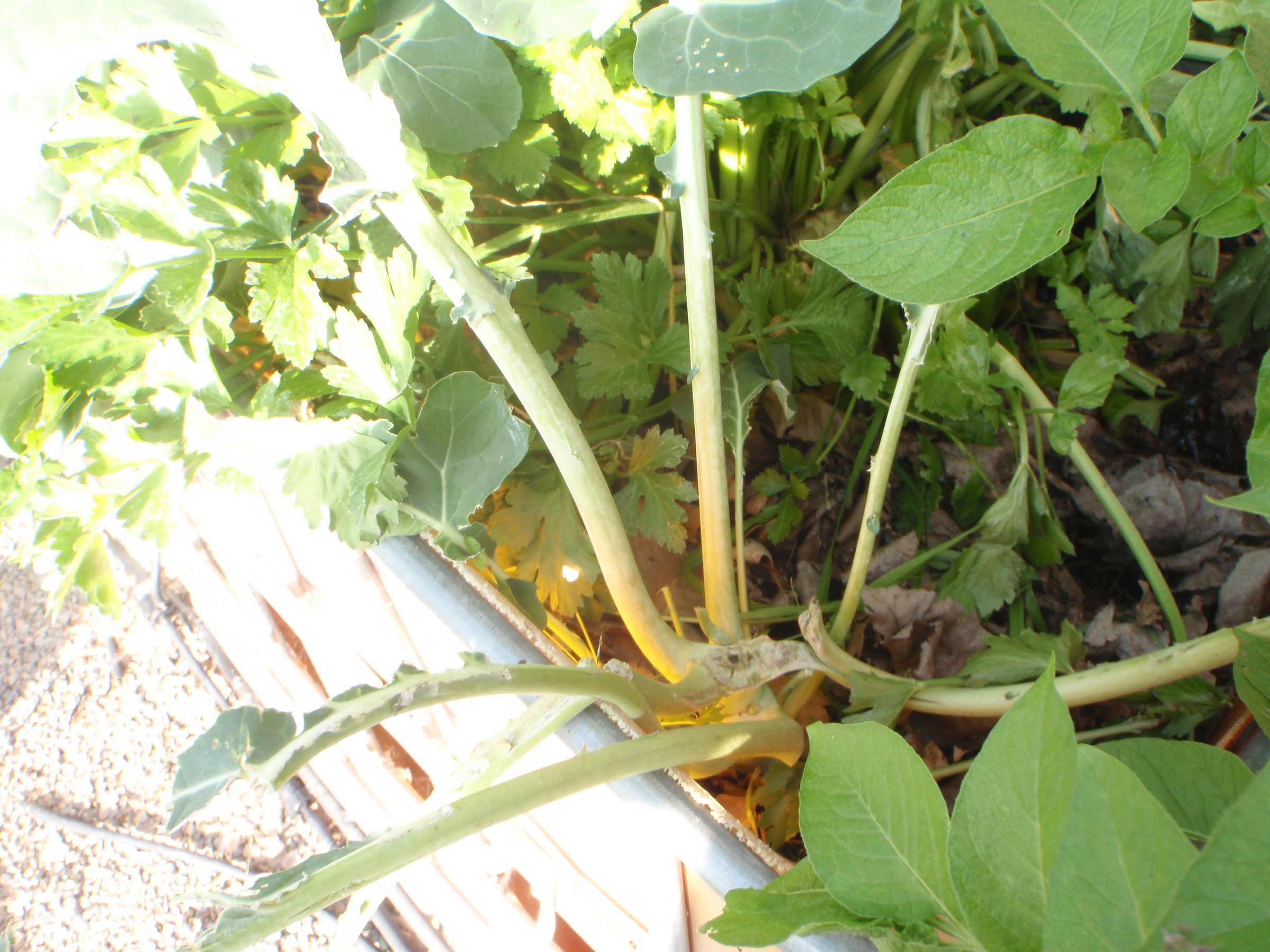 Vermiponic Garden : 12 Steps (with Pictures) - Instructables