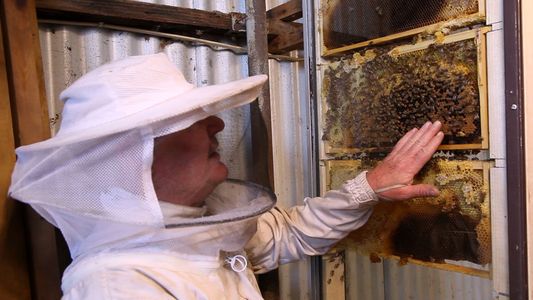 How to Build an Observation Bee Hive : 20 Steps (with Pictures ...