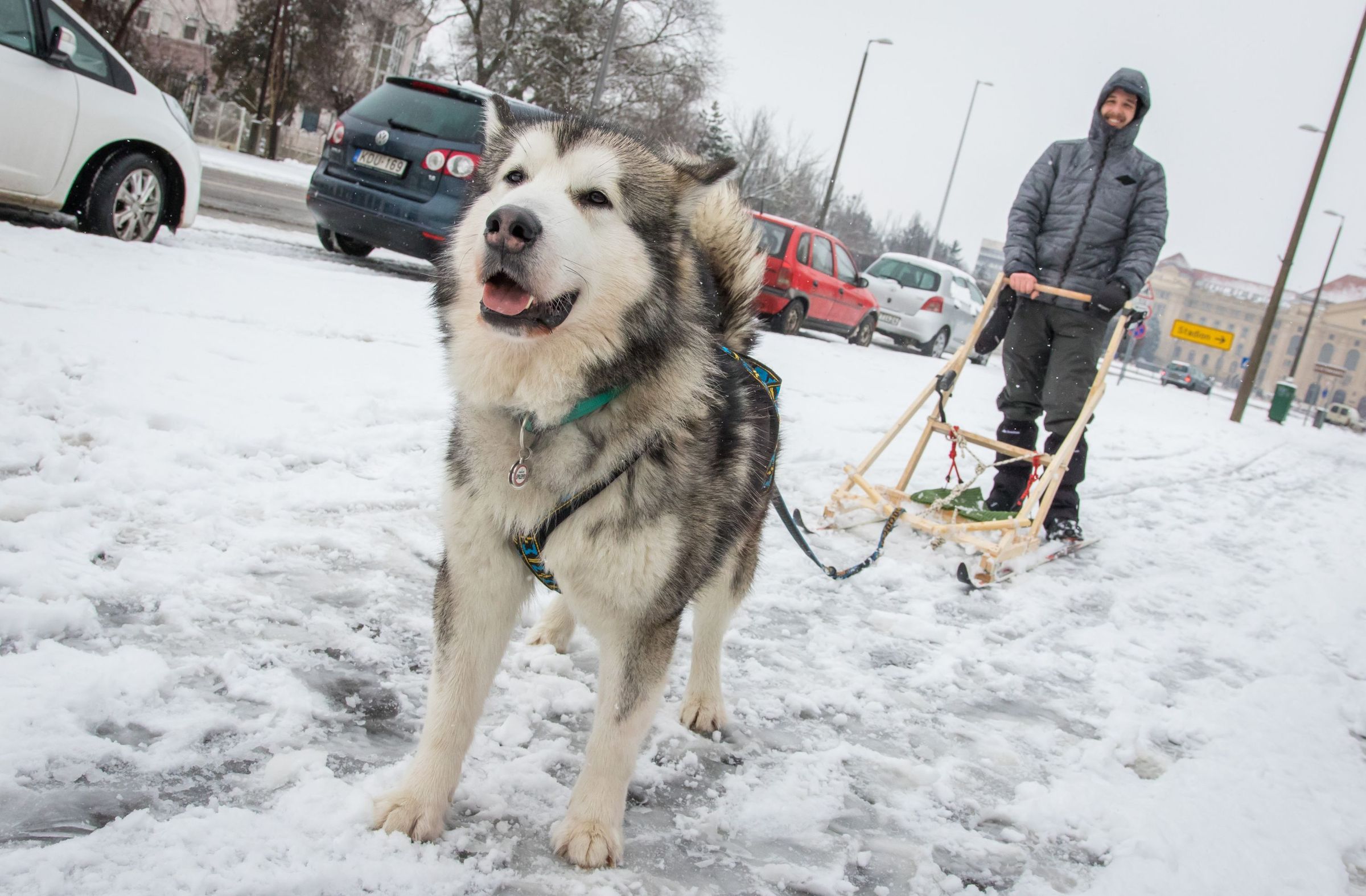 Homemade Dogsled (kicksled) : 8 Steps (with Pictures) - Instructables