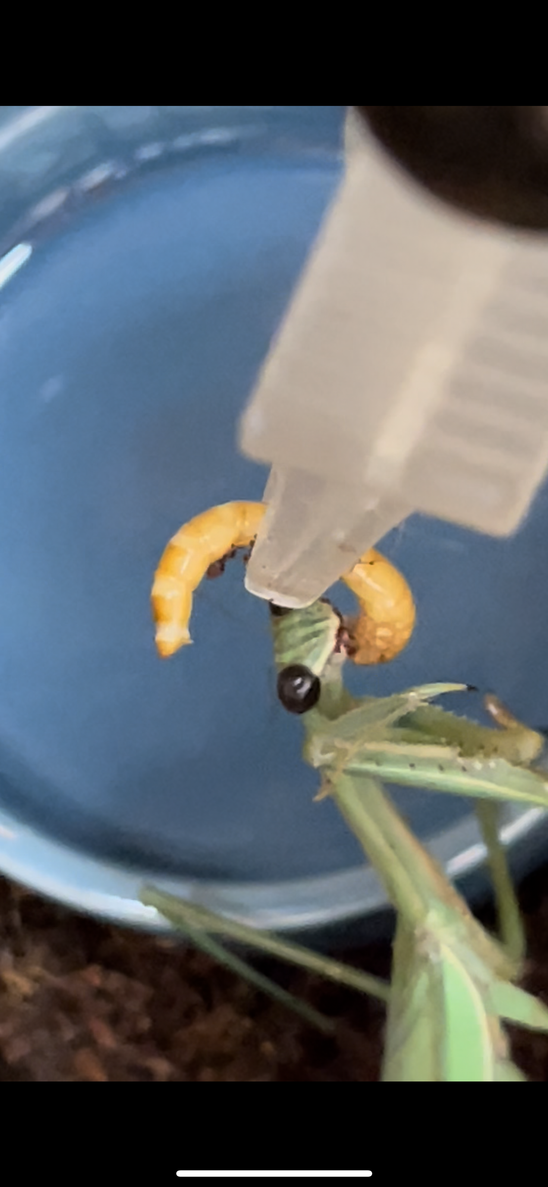 Raising Praying Mantises : 5 Steps (with Pictures) - Instructables