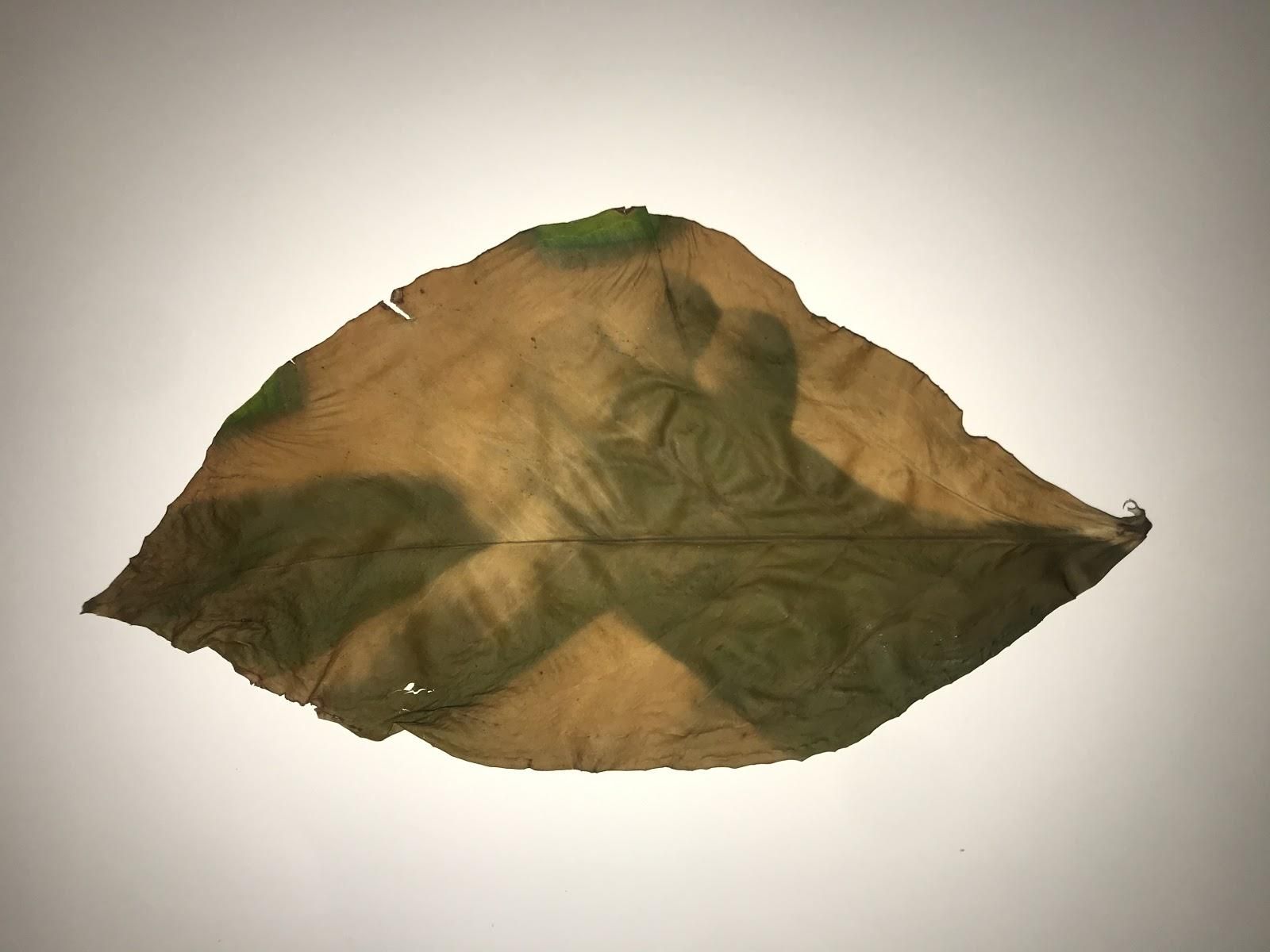 Chlorophyll Prints : 3 Steps - Instructables