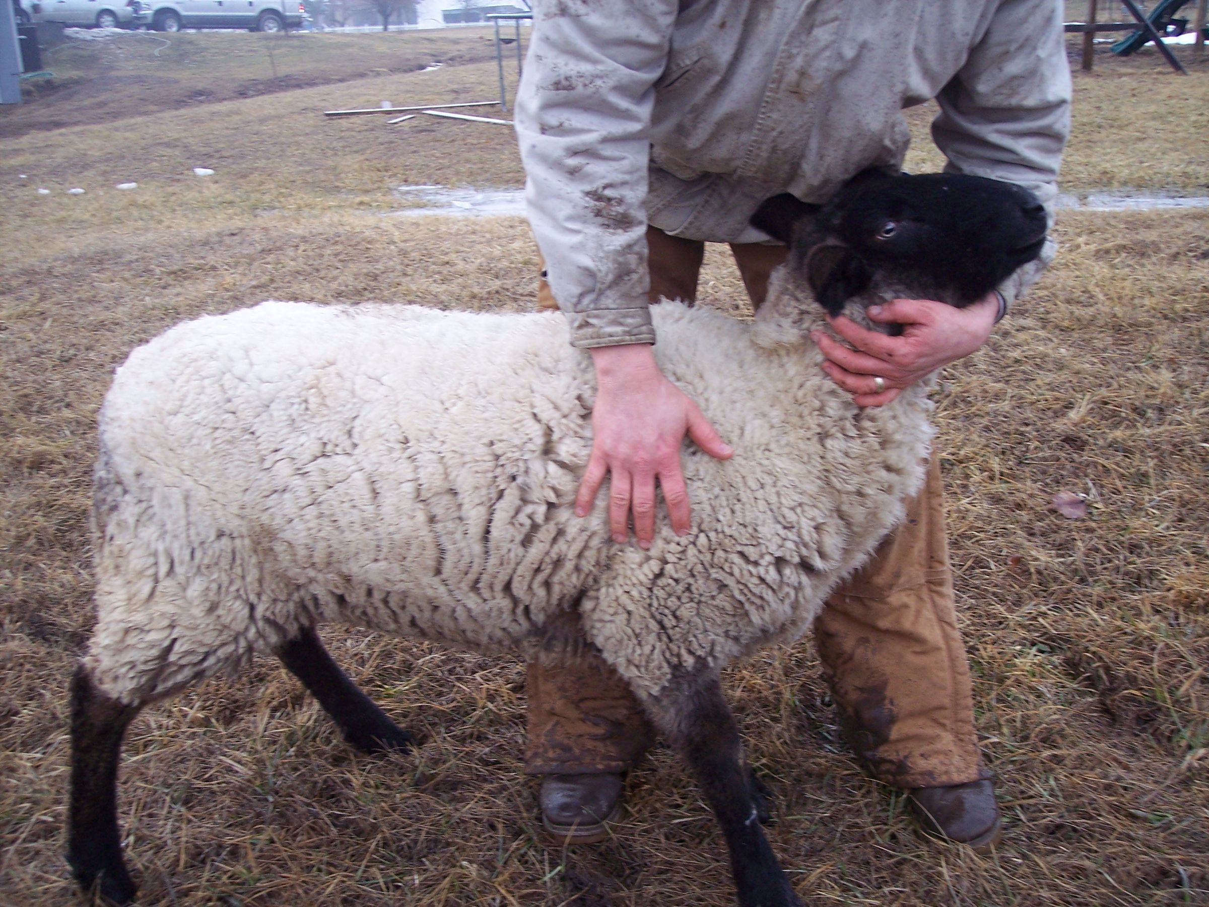 How to Butcher a Lamb : 12 Steps - Instructables