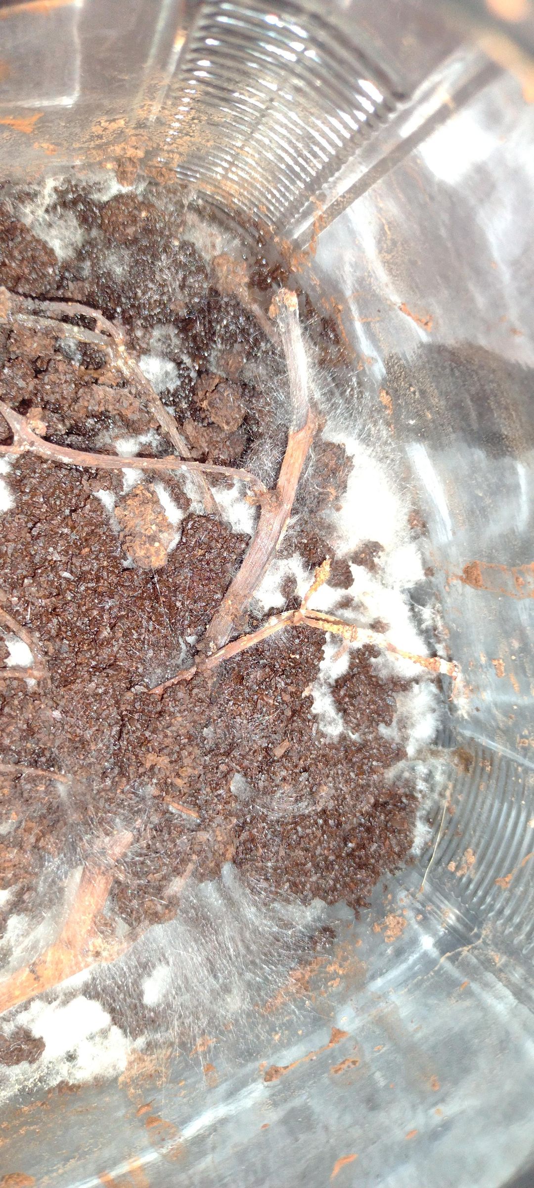 Making Mycelium : 5 Steps (with Pictures) - Instructables